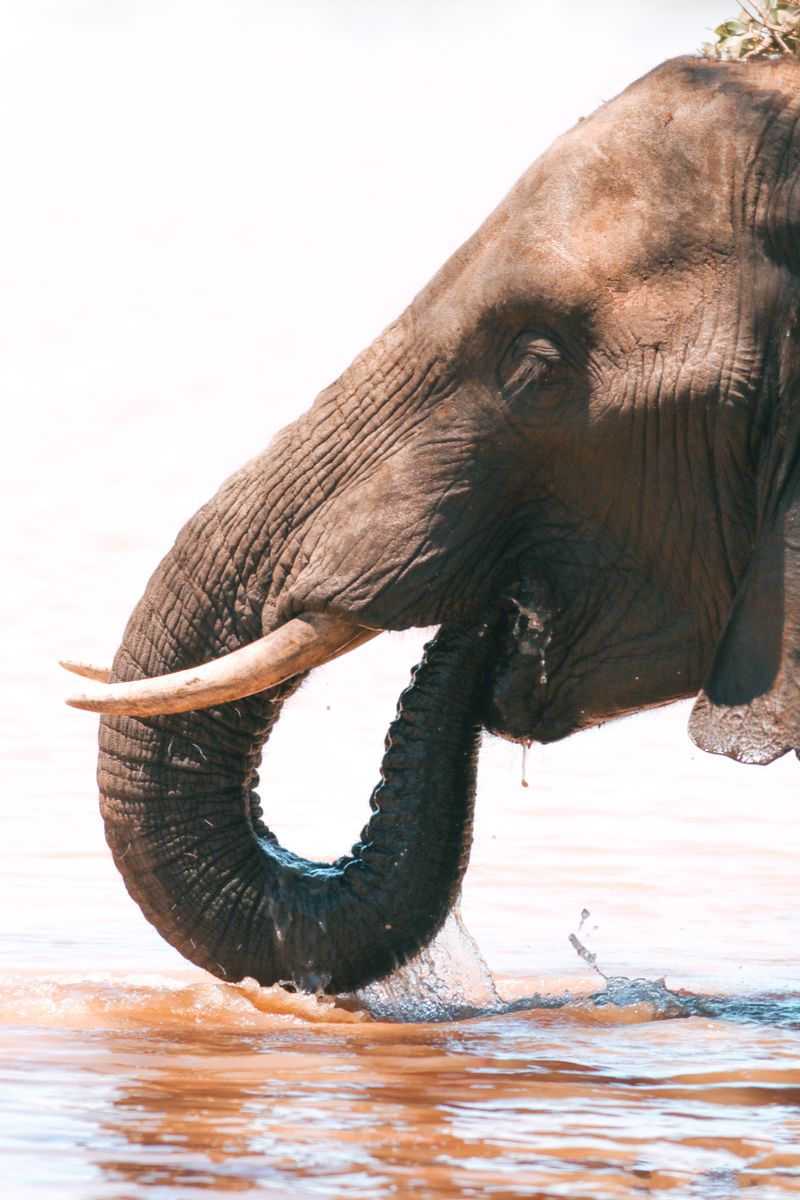 Animal Drinking Water Photos, Download The BEST Free Animal Drinking ...