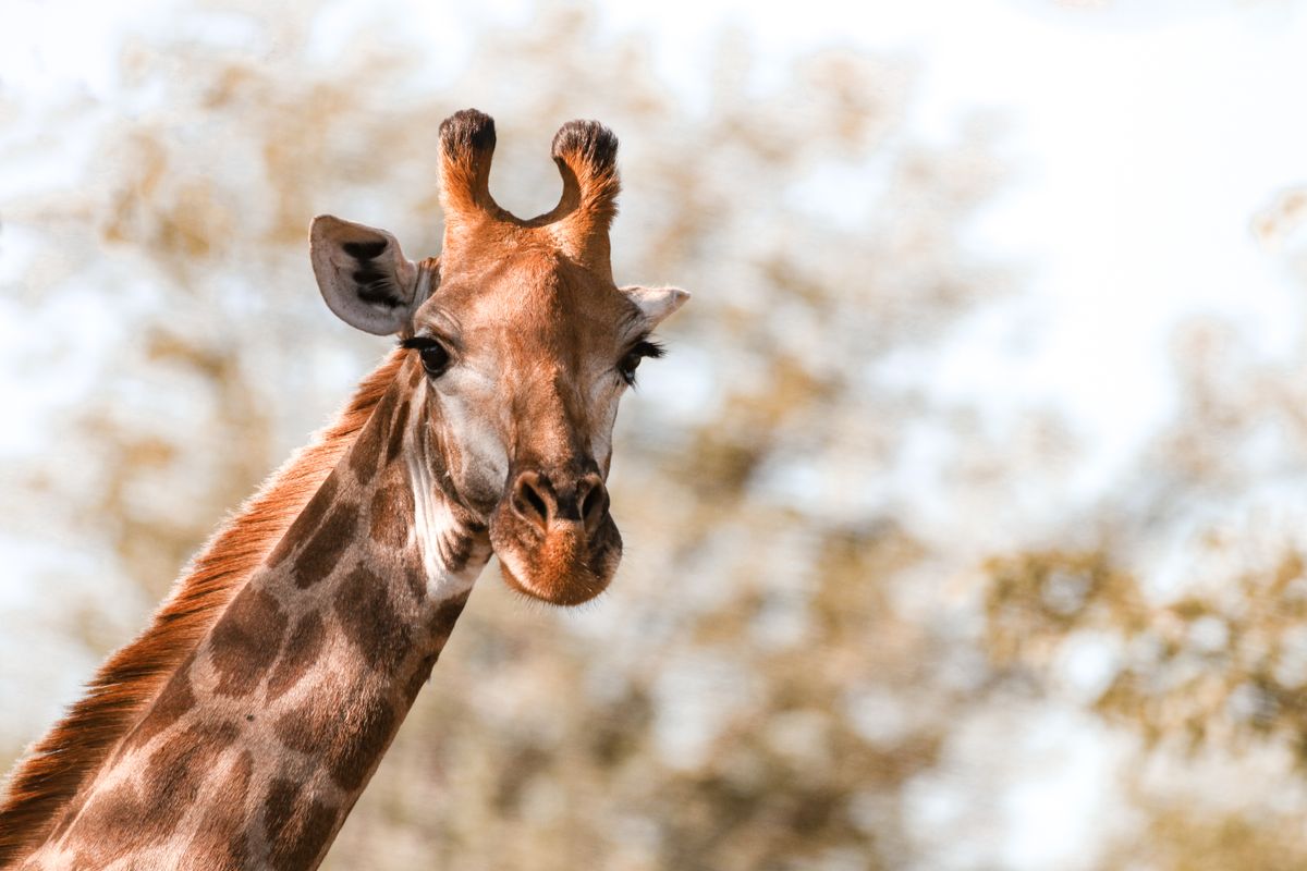 Giraffe Face Photos, Download The BEST Free Giraffe Face Stock Photos ...