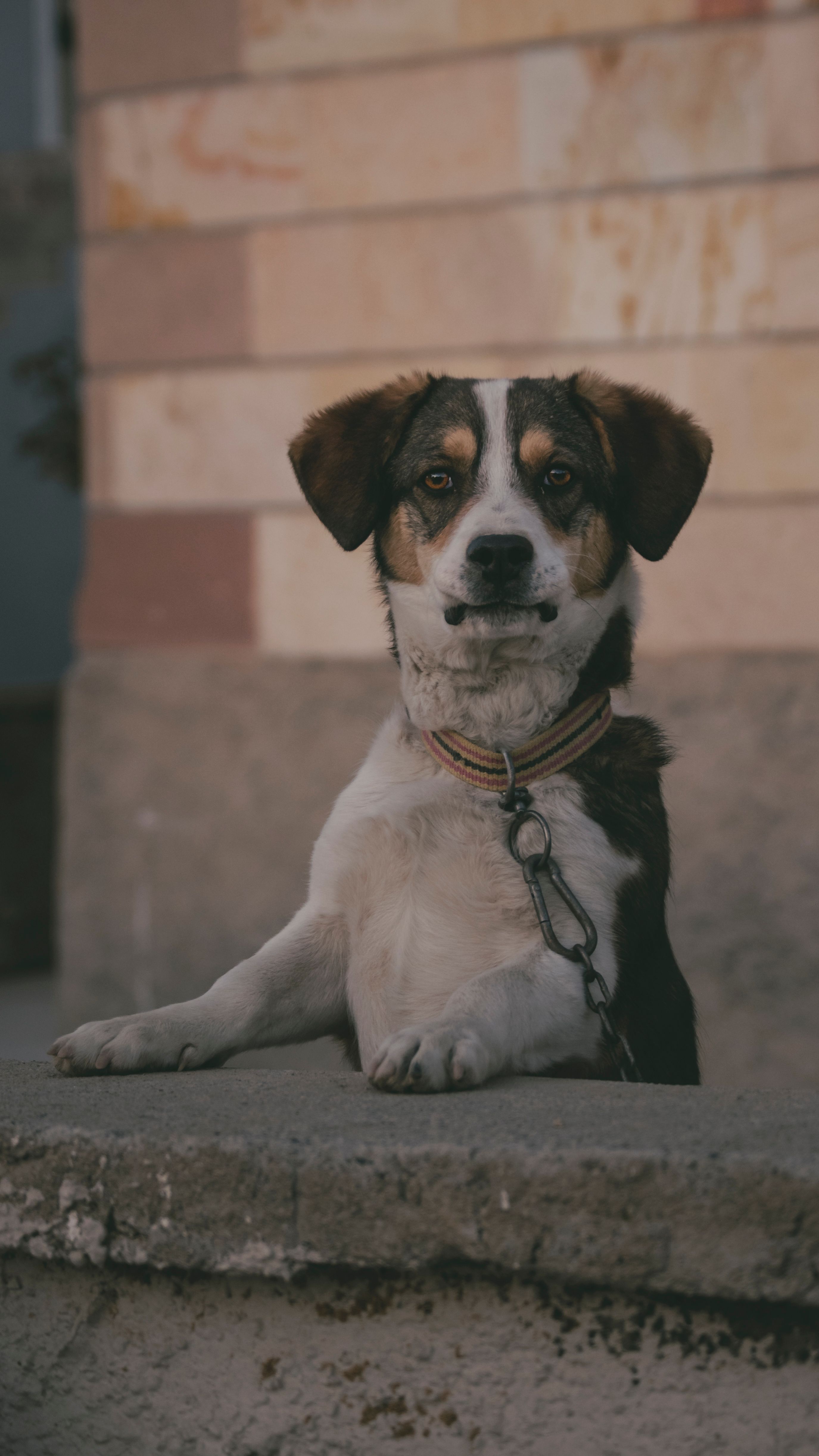 Dog Head behind Wall · Free Stock Photo