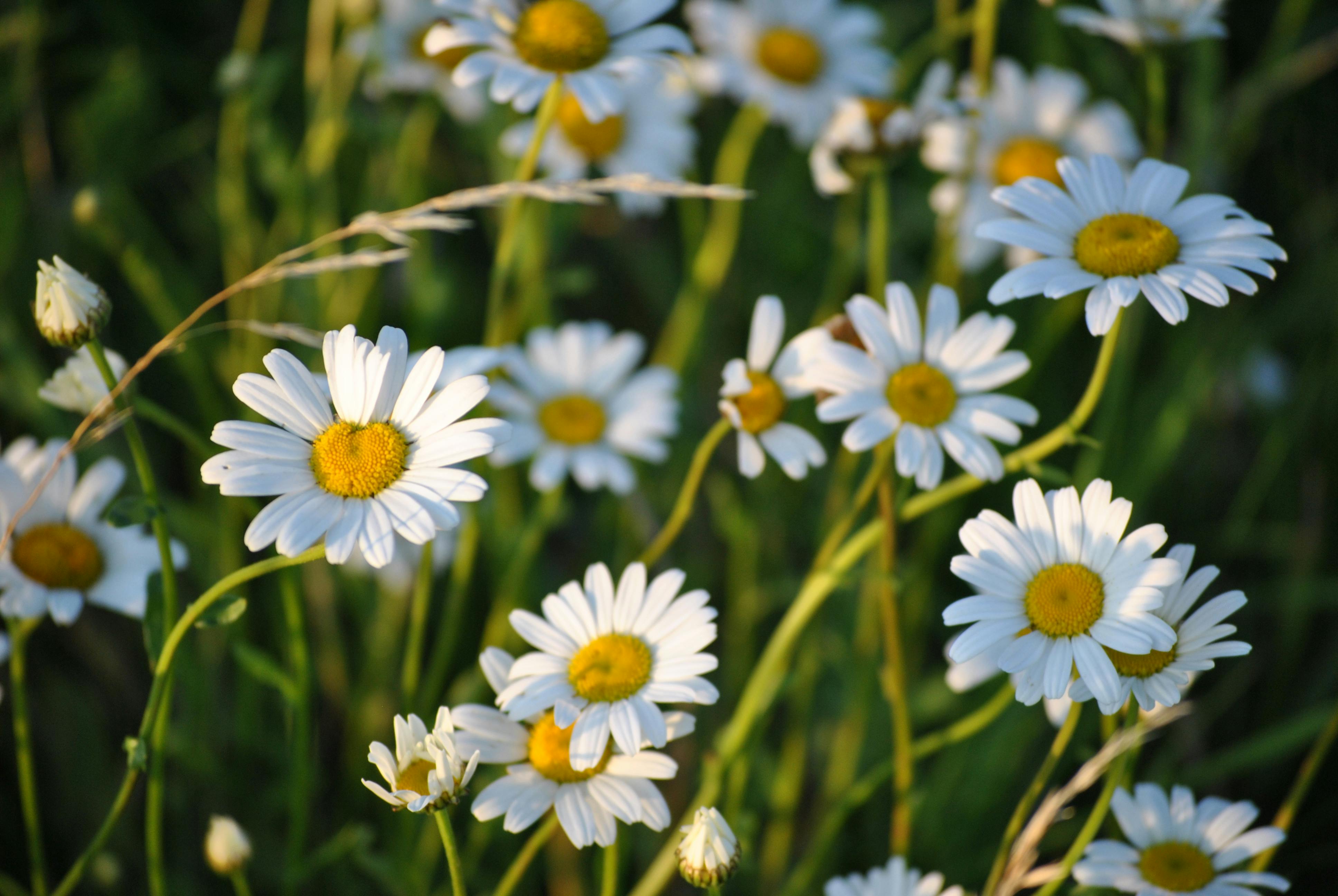 Close-Up Shot of Daisies · Free Stock Photo
