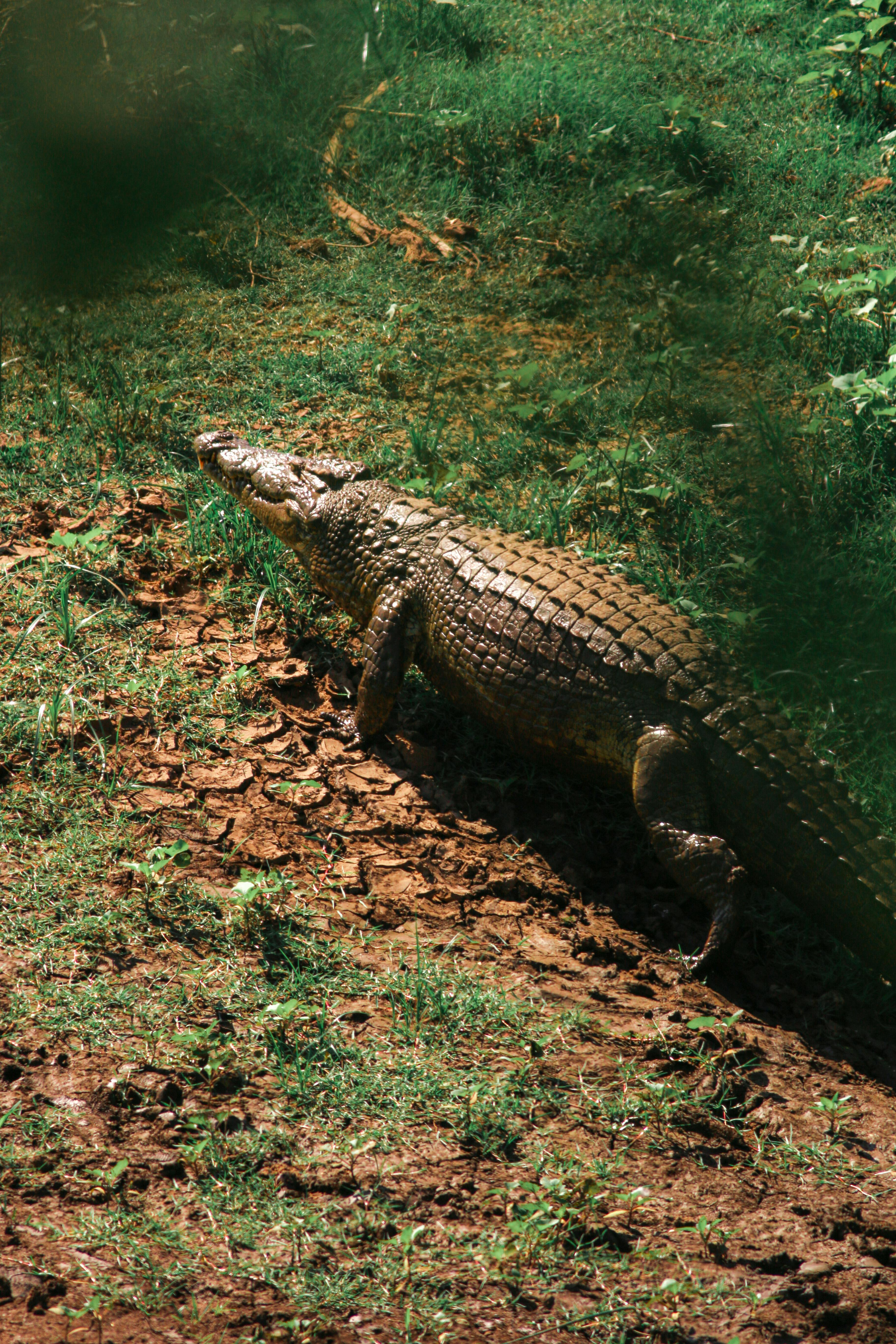 Crocodile in Nature · Free Stock Photo