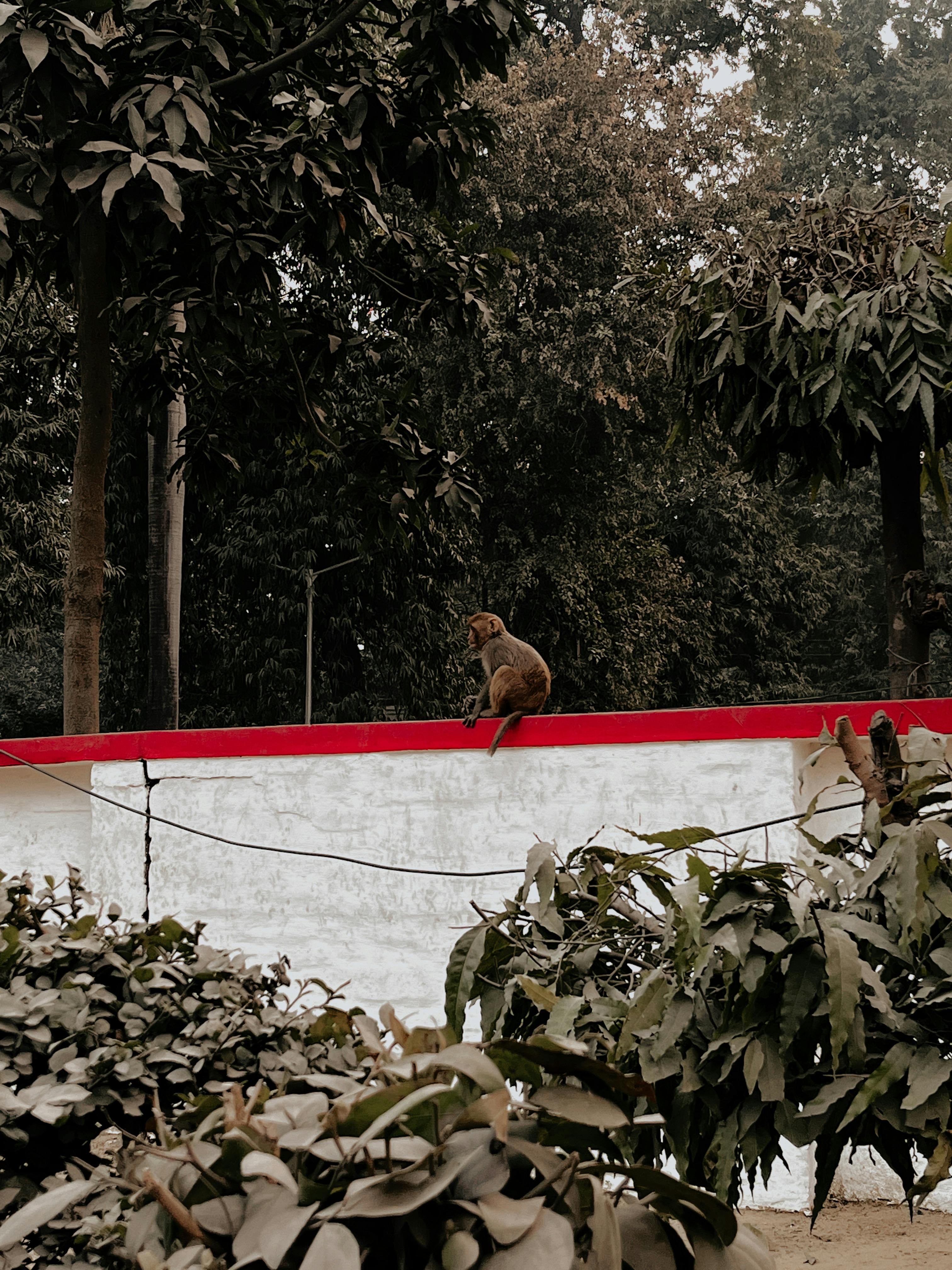 Monkey Wall Photos, Download The BEST Free Monkey Wall Stock Photos ...
