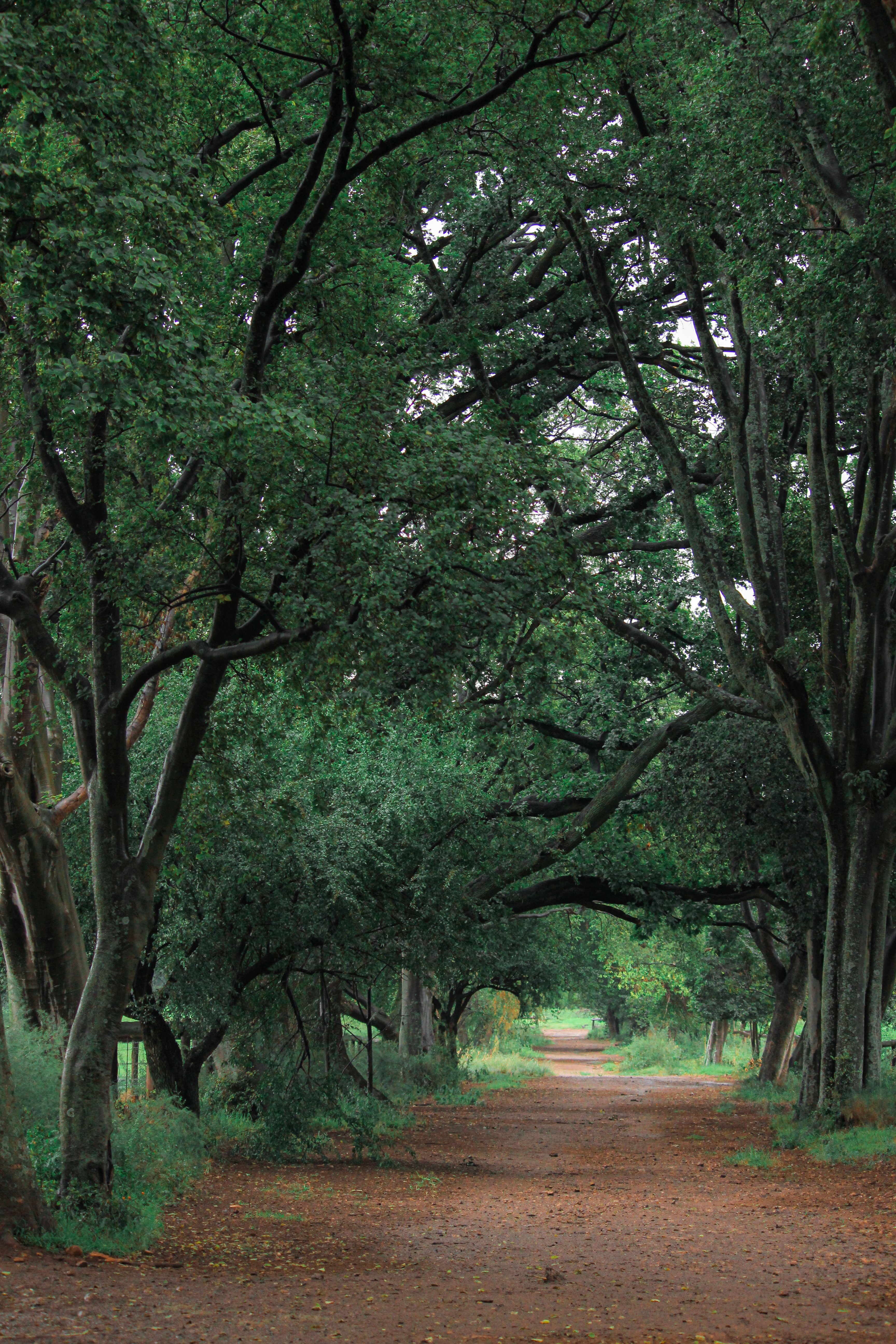 Rural Path between Trees · Free Stock Photo