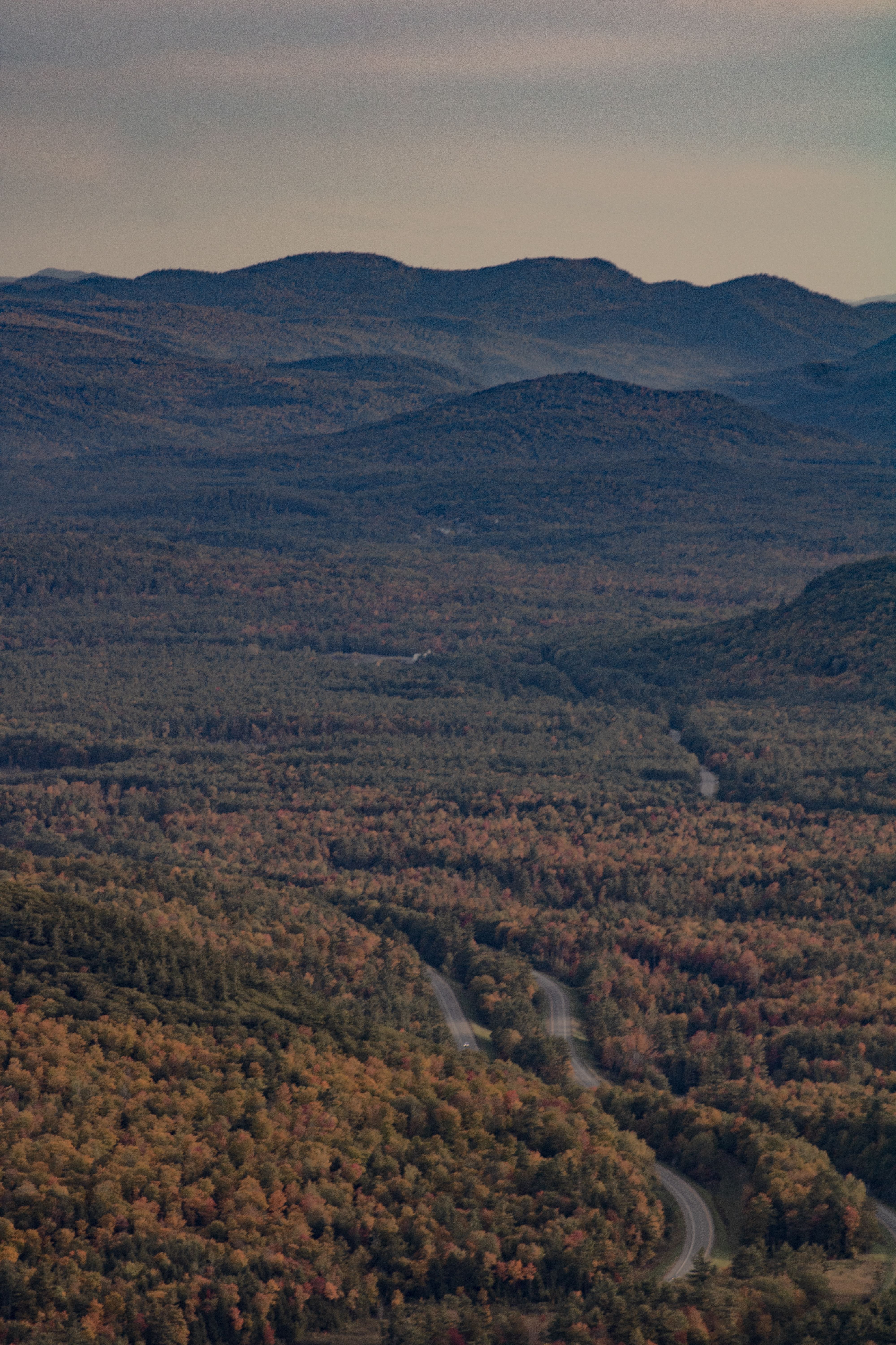 Deep Forest Landscape · Free Stock Photo