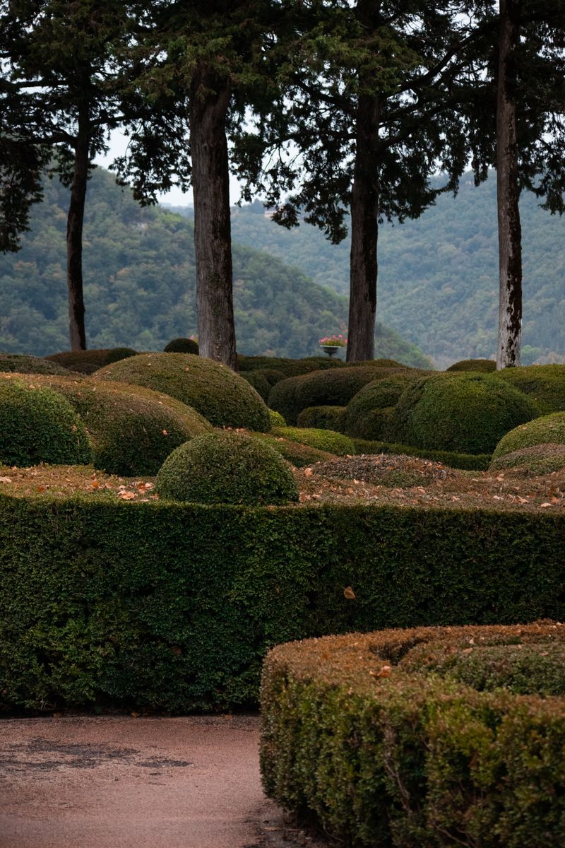 Hedges Photos, Download The BEST Free Hedges Stock Photos & HD Images