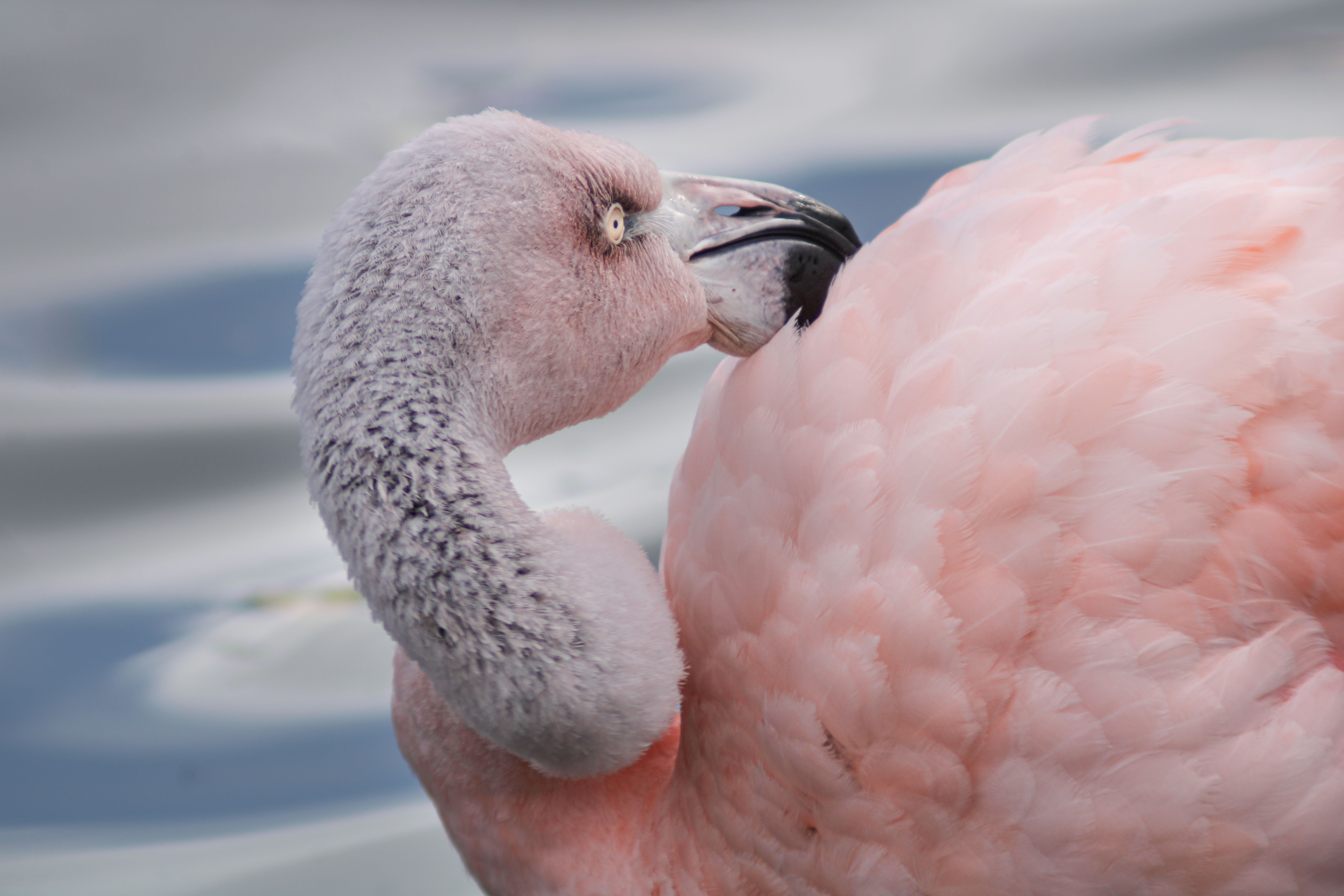 Pink Flamingo Bird · Free Stock Photo