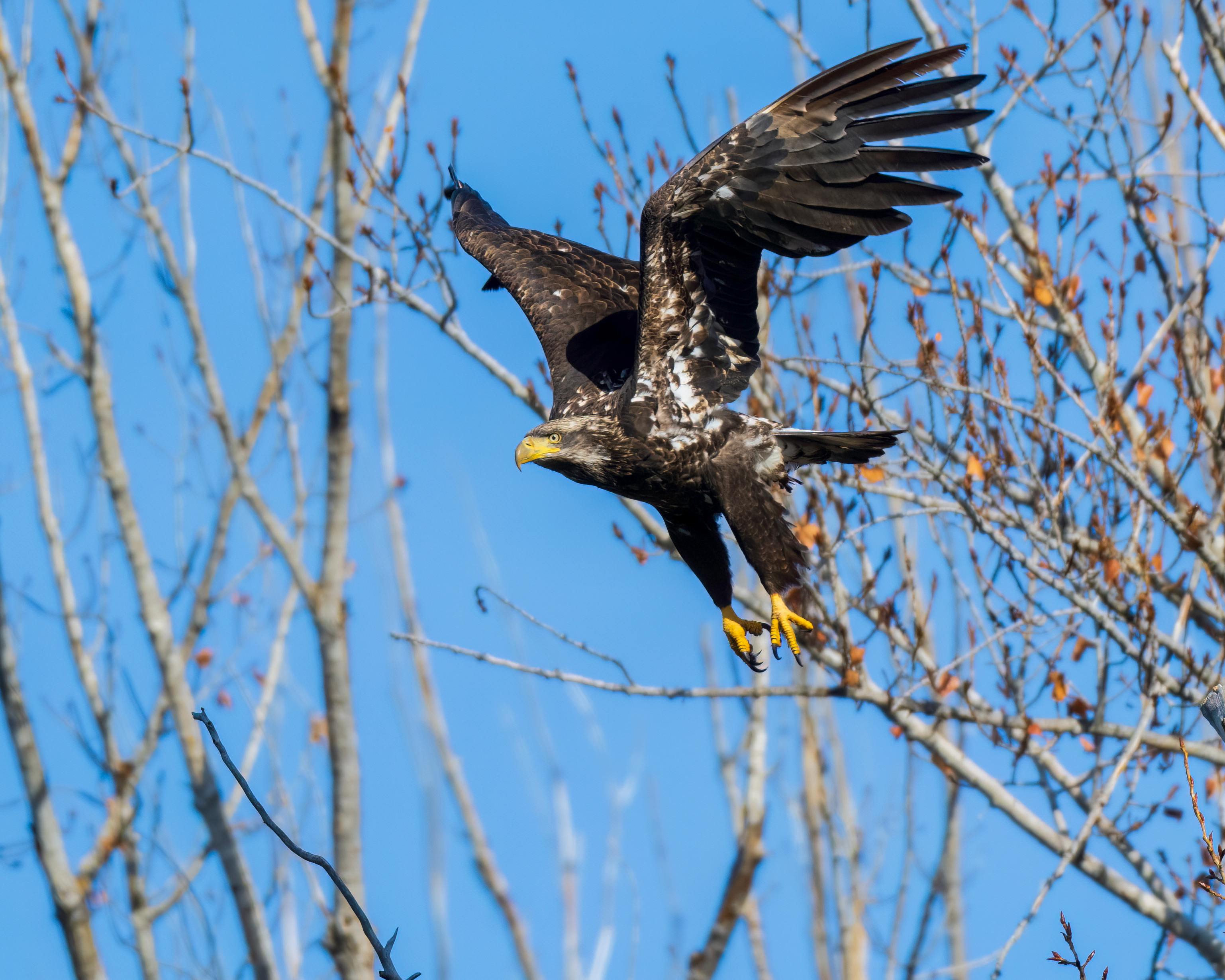 Eagle In Flight · Free Stock Photo