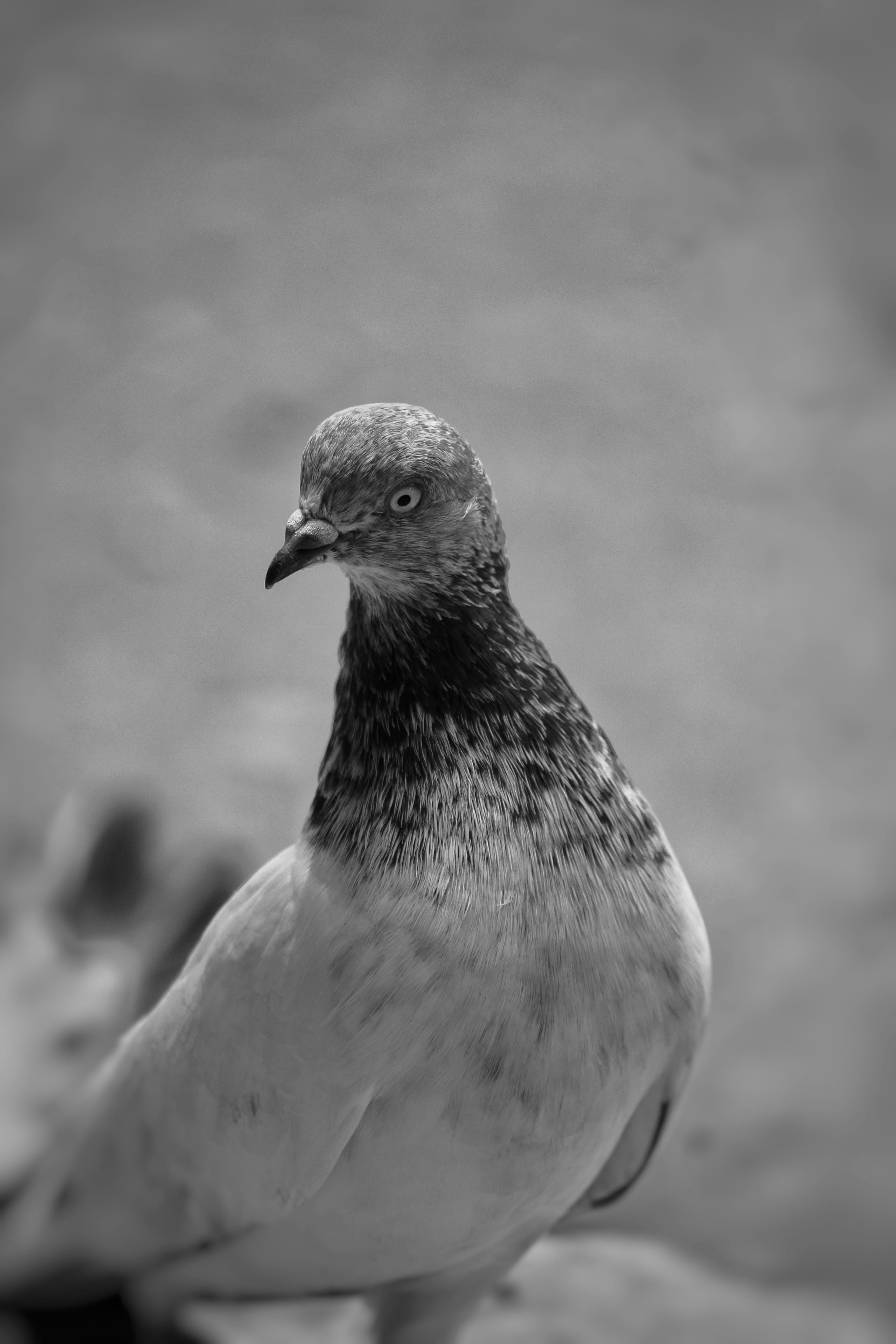 Rakin Roni - Photography