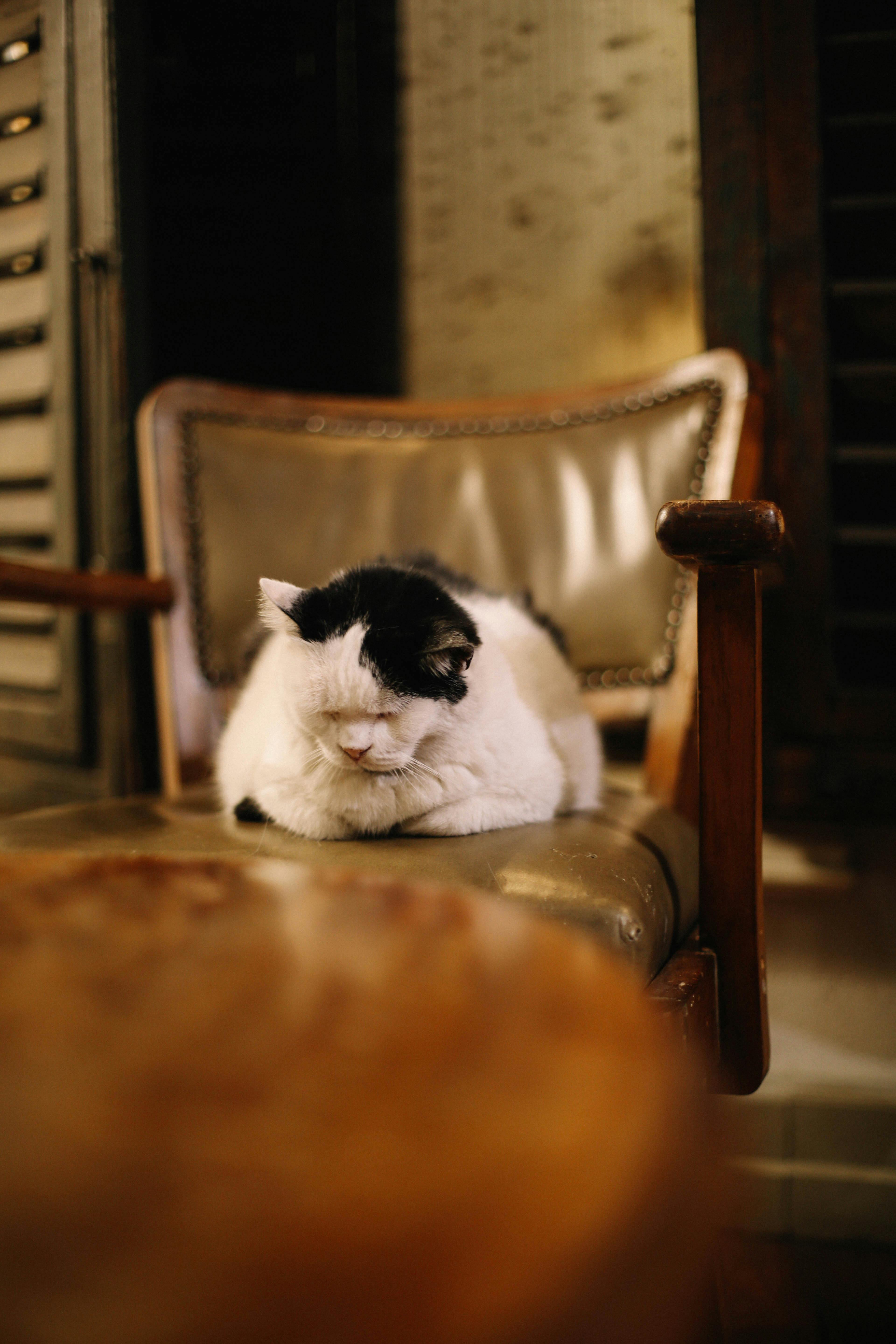 Laziness Photos, Download The BEST Free Laziness Stock Photos & HD Images