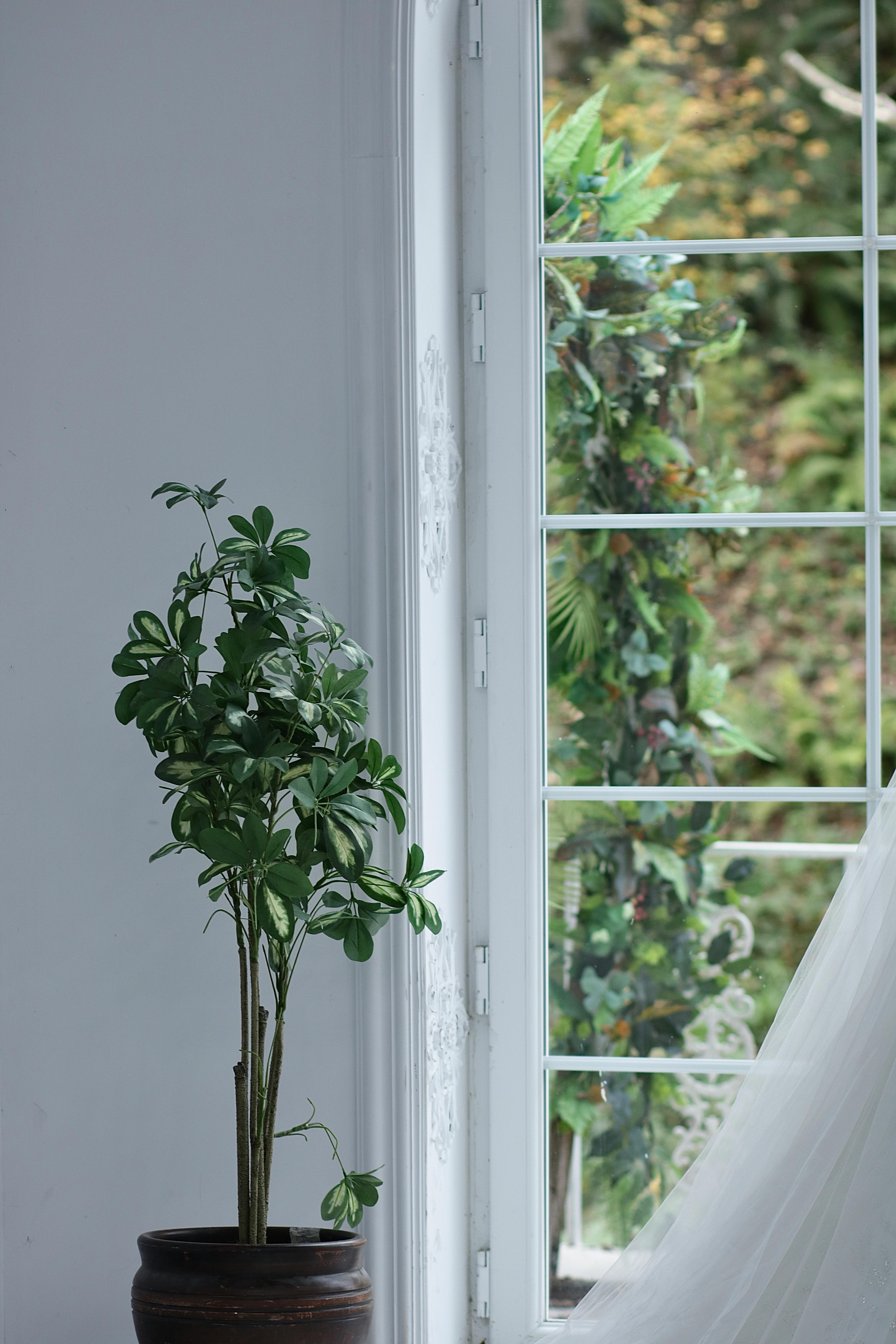 Plant near Window · Free Stock Photo