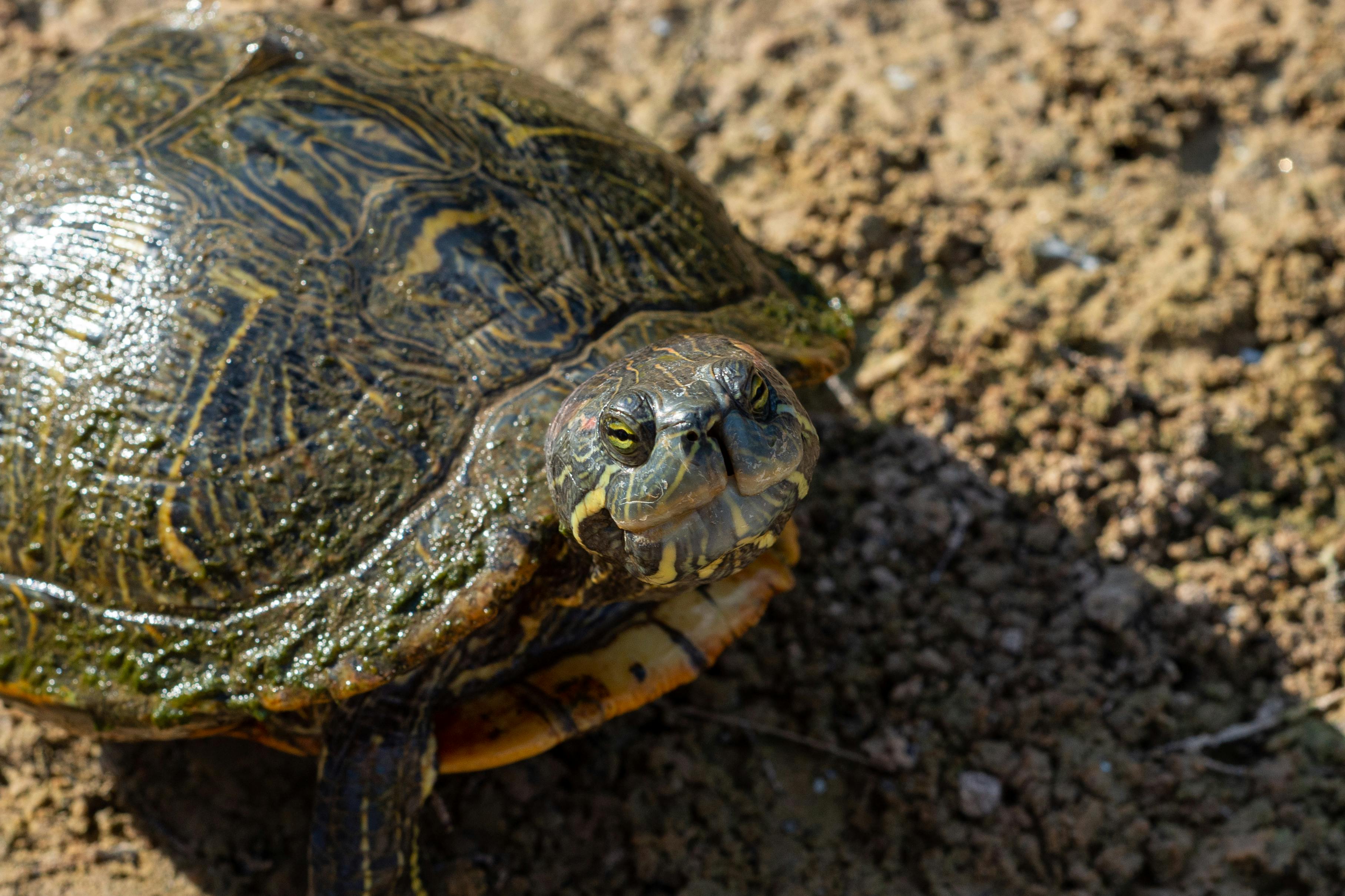 Turtle on a Beach · Free Stock Photo