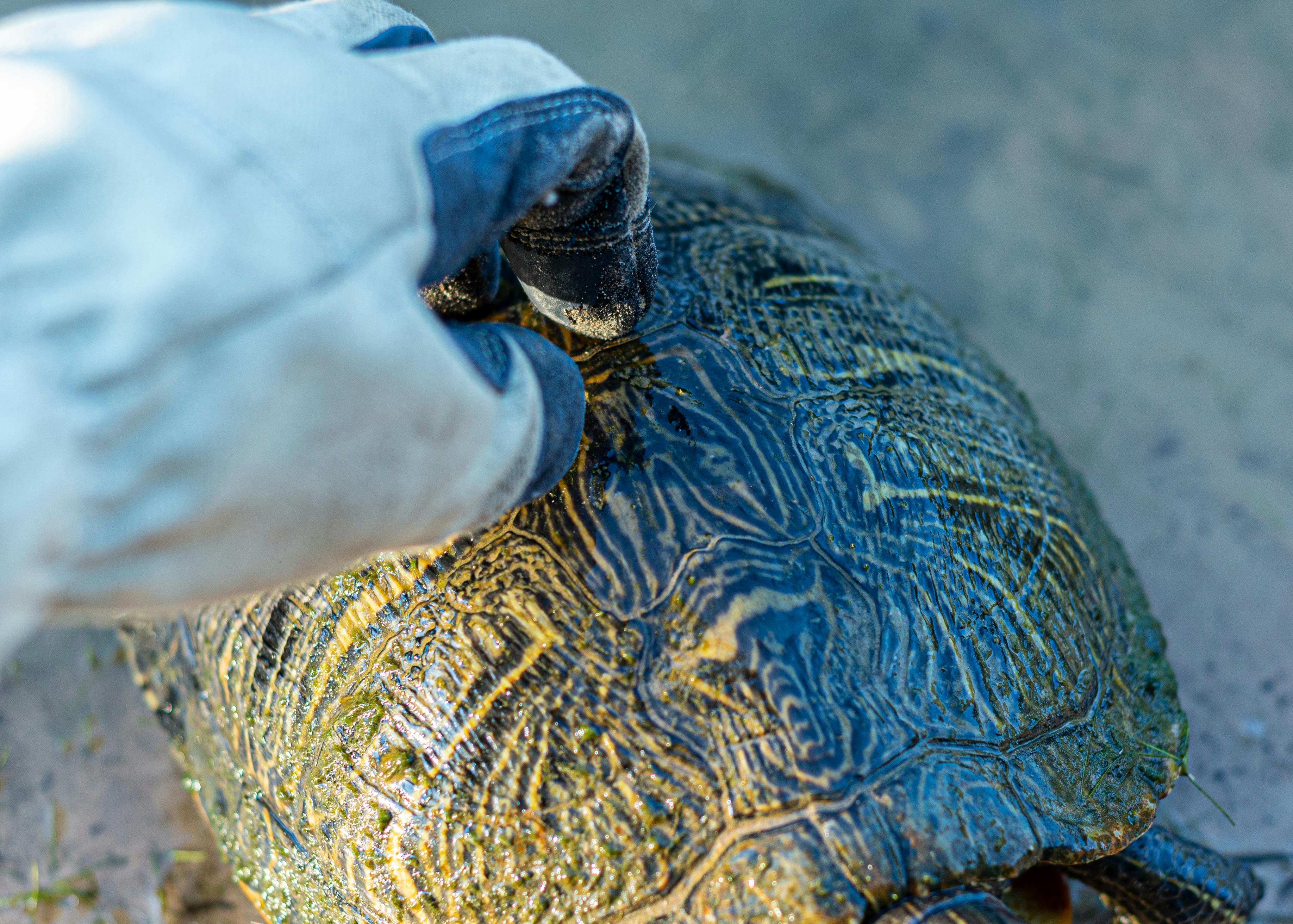 Hand in Glove Touching Turtle Shell · Free Stock Photo