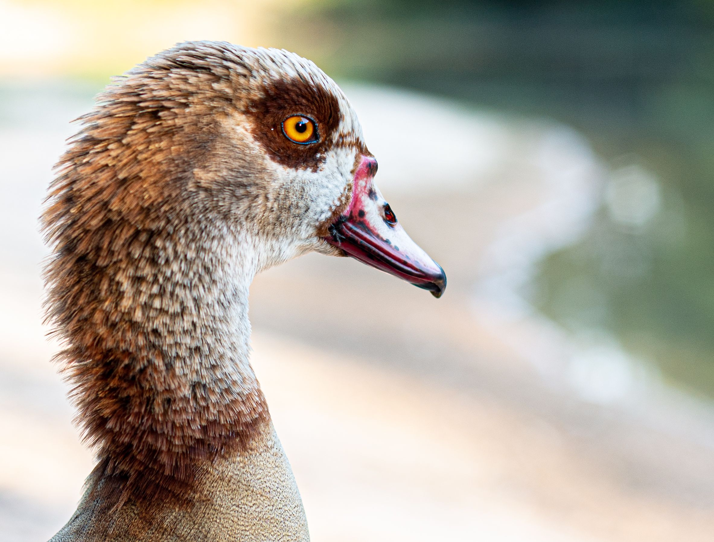 Goose with Yellow Eye · Free Stock Photo