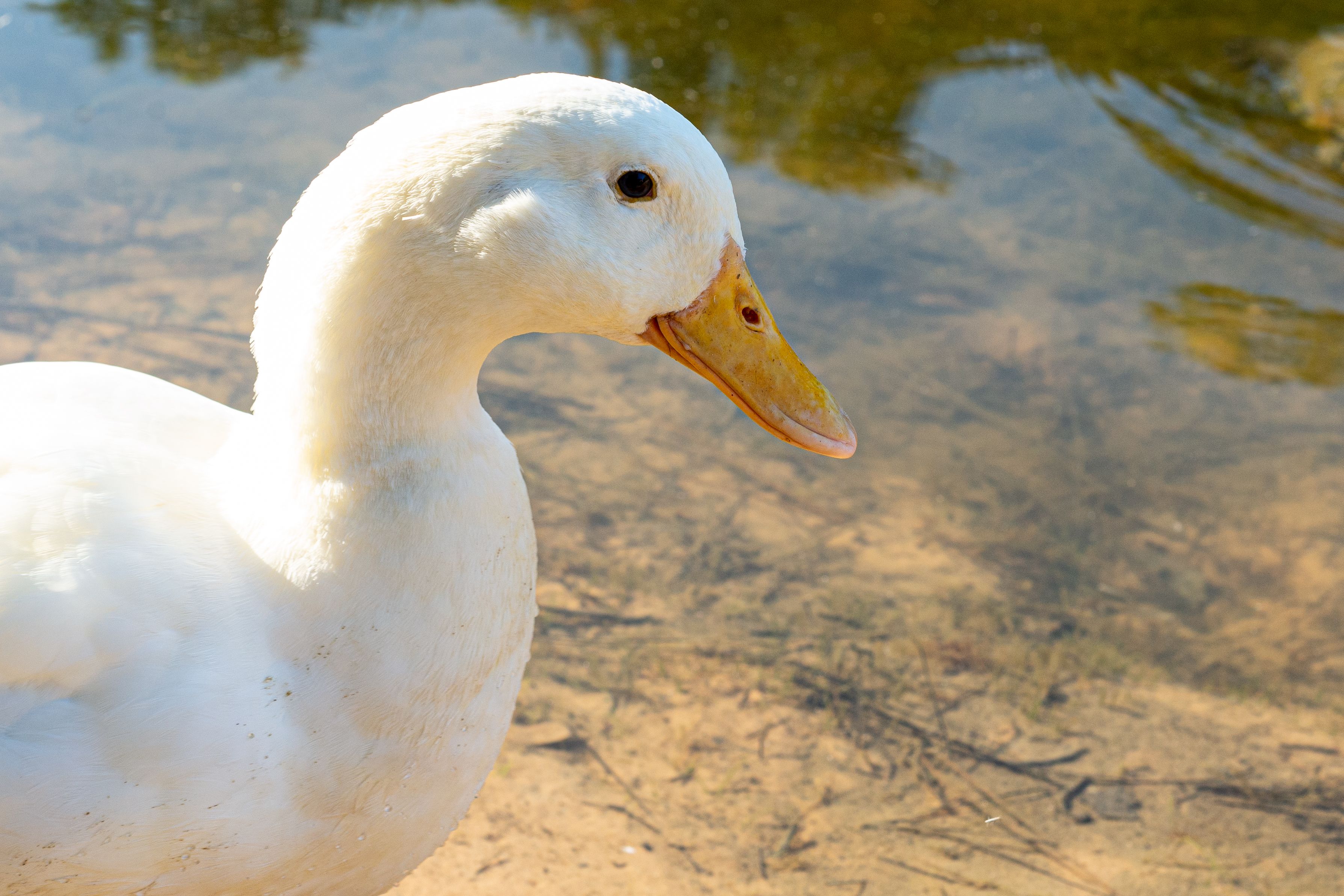 Bird Duck Photos, Download The BEST Free Bird Duck Stock Photos & HD Images