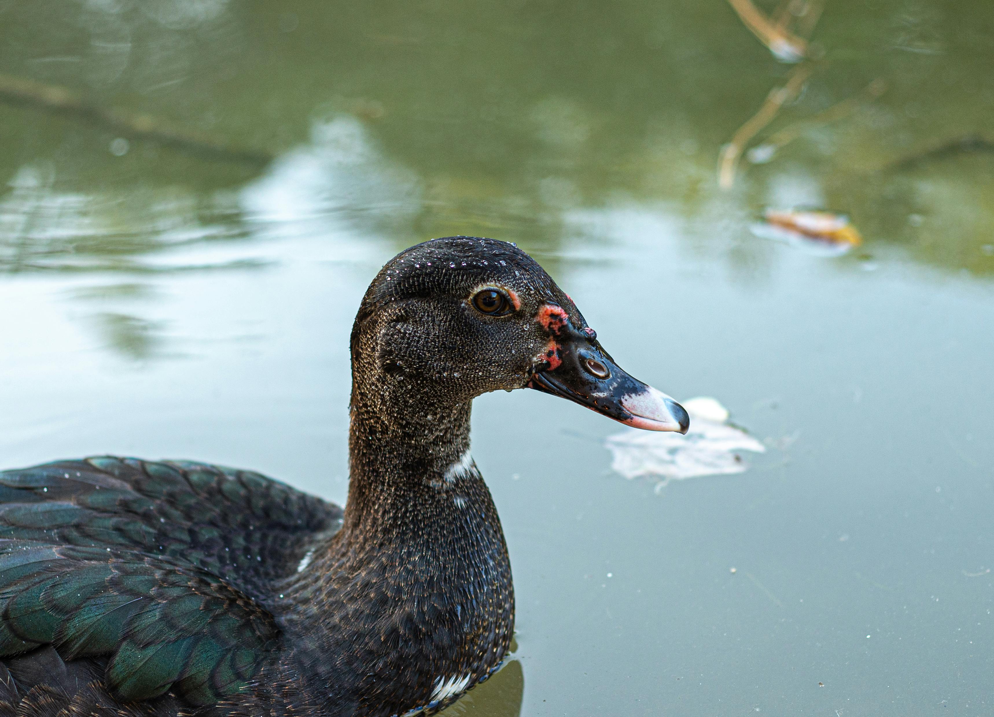 Ducking Photos, Download The BEST Free Ducking Stock Photos & HD Images