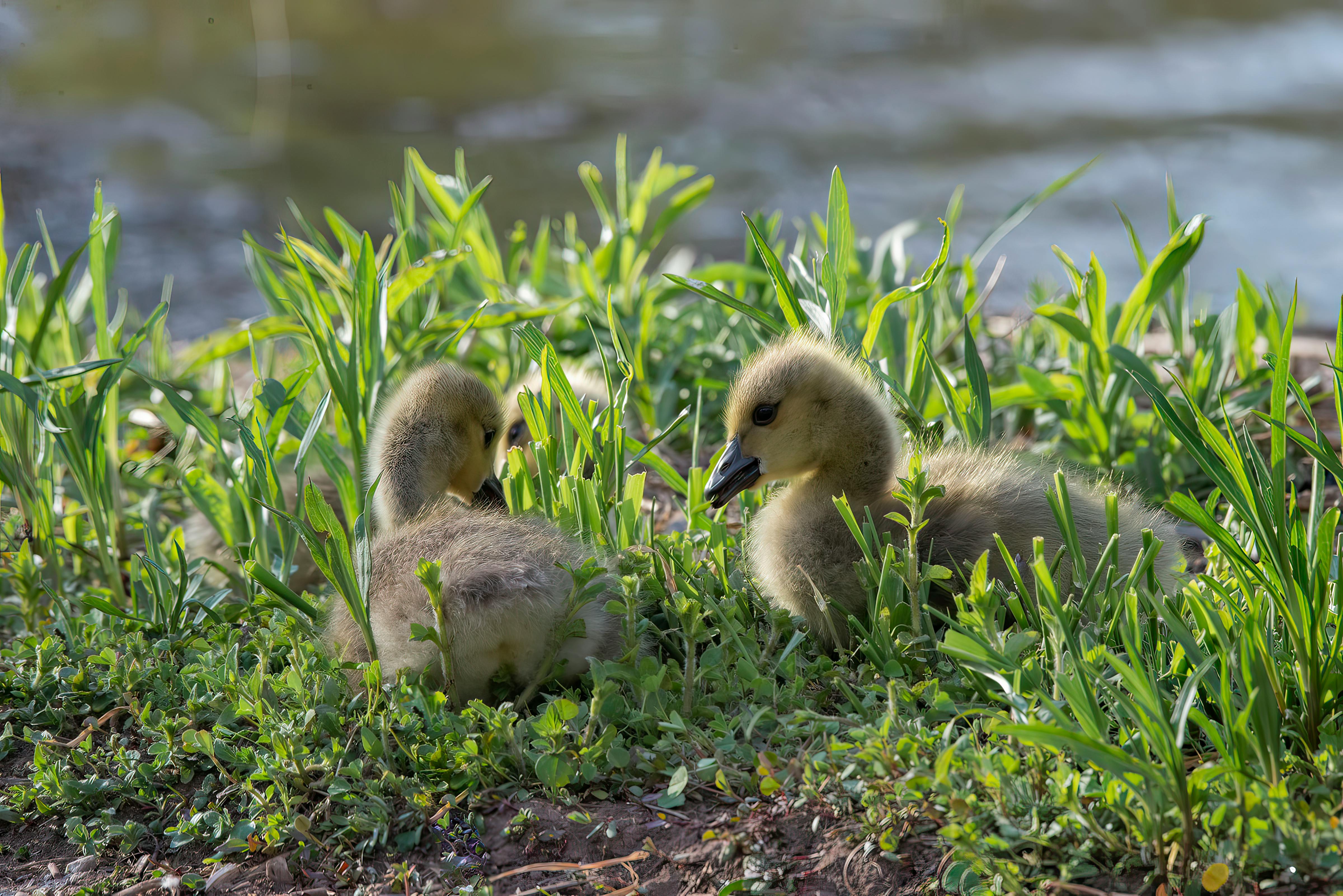 Cute Ducks Photos, Download The BEST Free Cute Ducks Stock Photos & HD ...