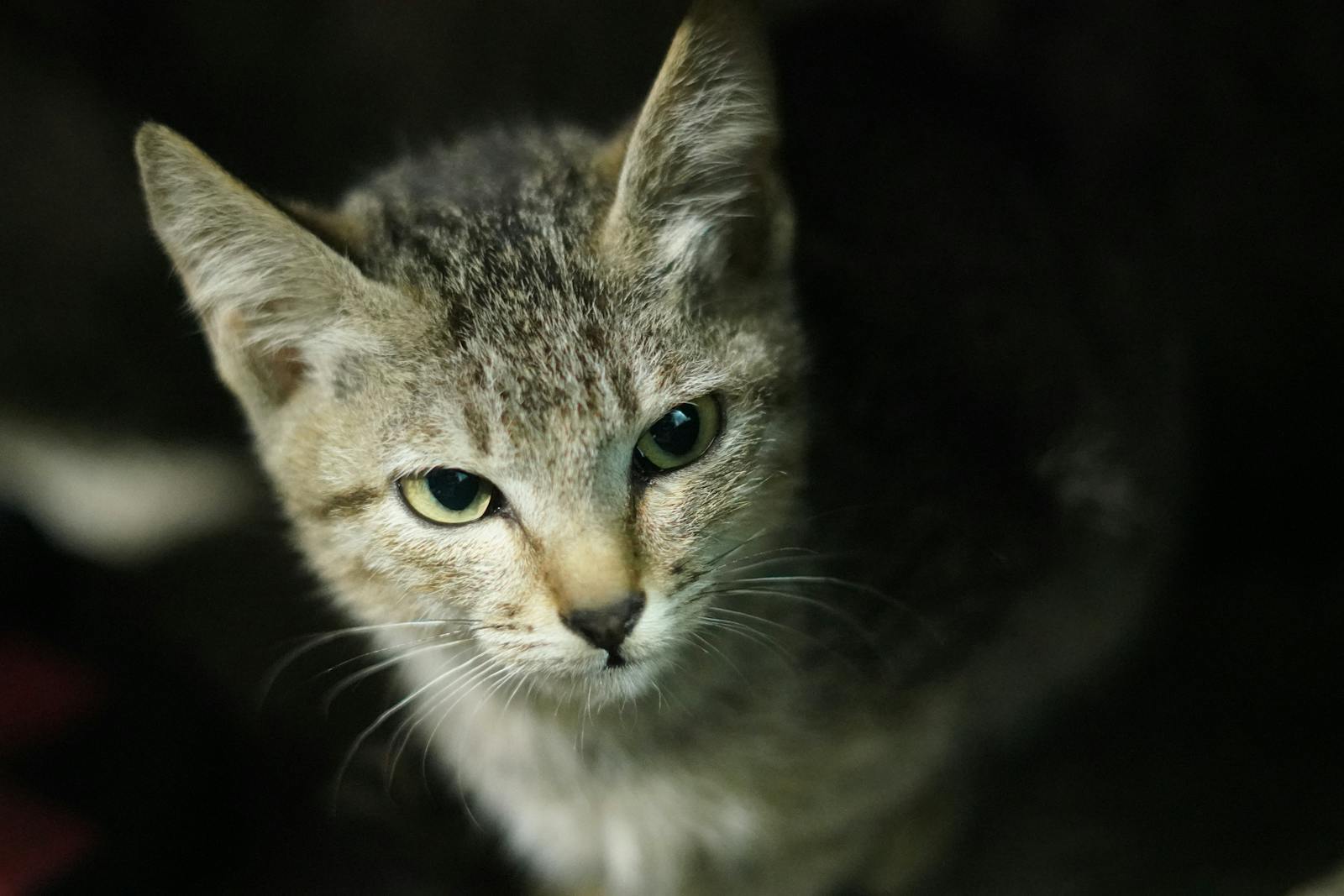 Ubuntu Cat 4k Wallapepr Photos, Download The BEST Free Ubuntu Cat 4k ...