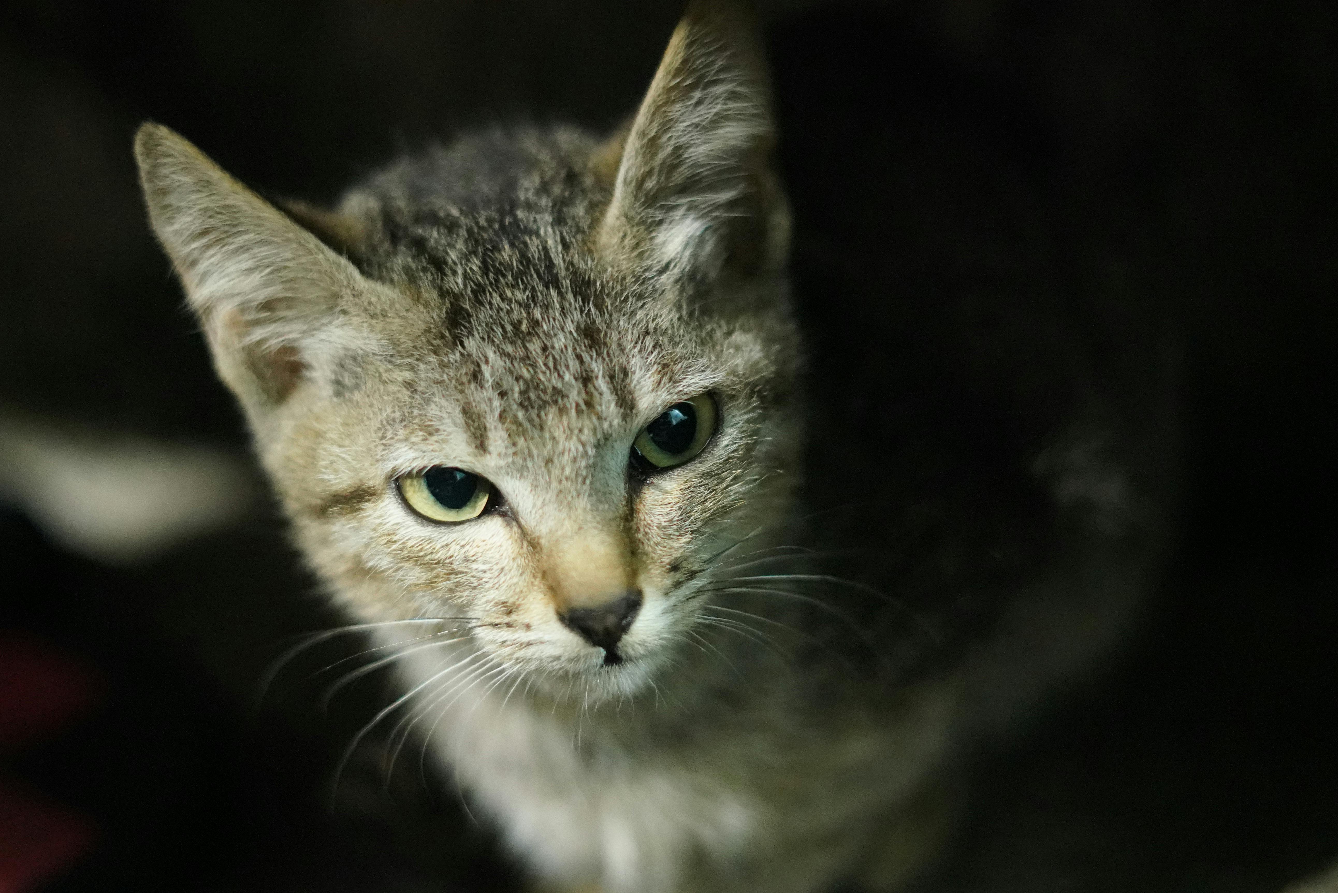 Foto profissional gratuita de 4k, animal, animal de companhia, animal ...