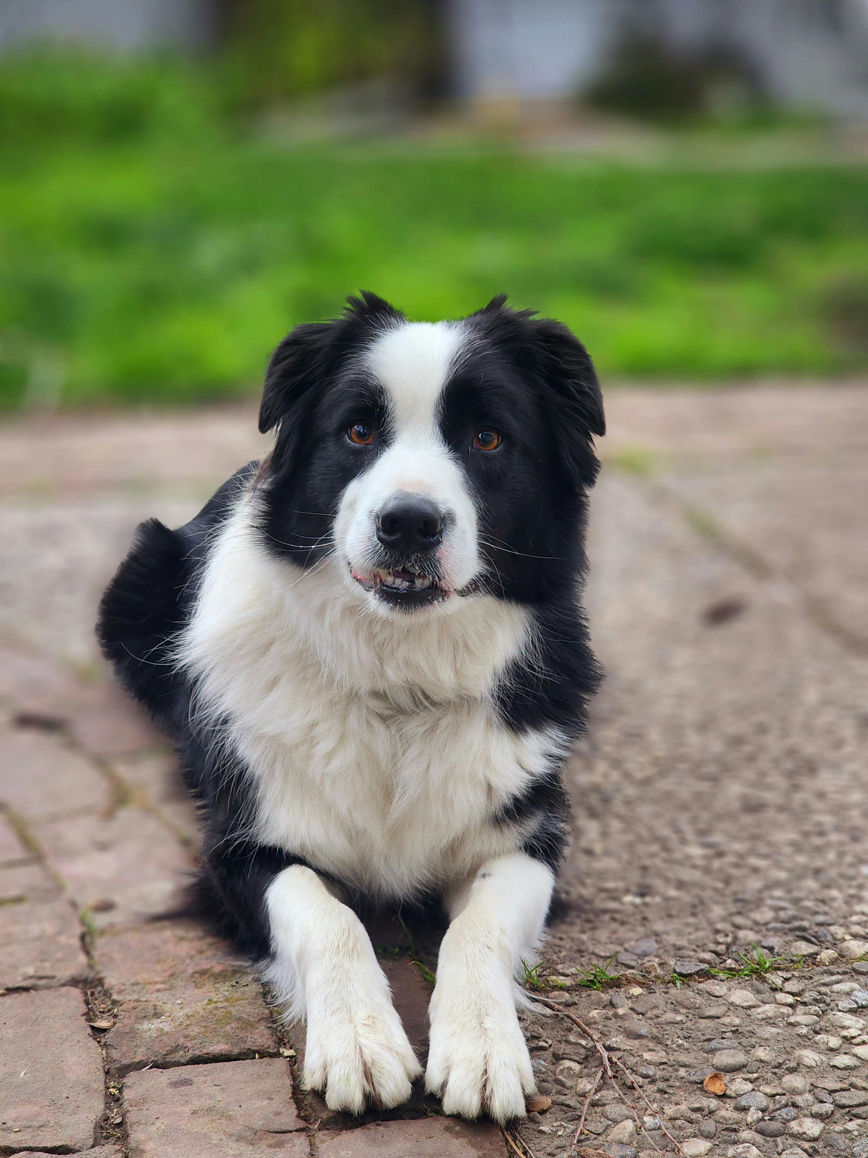 A Black and White Border Collie · Free Stock Photo