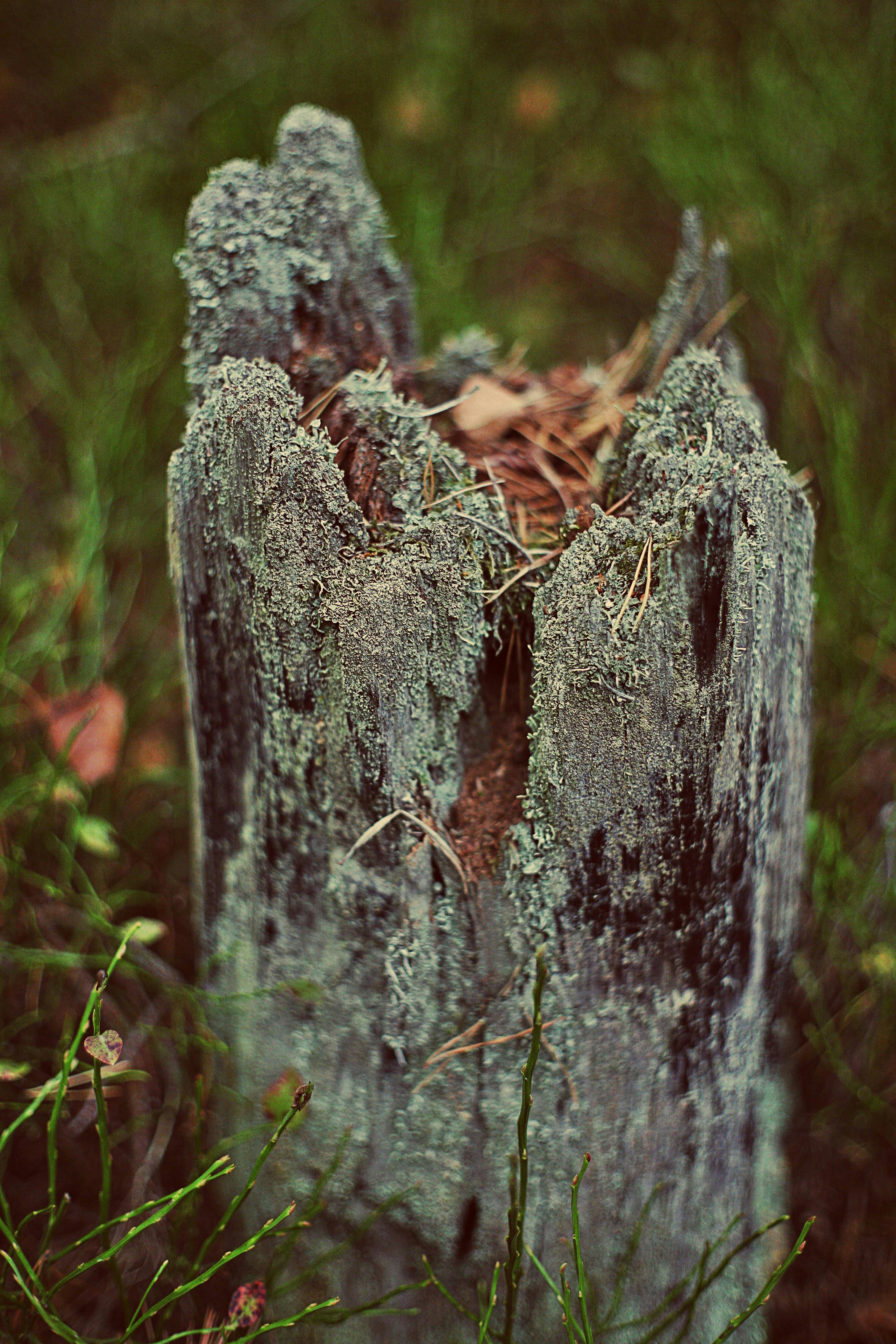 Gray Tree Trunk · Free Stock Photo