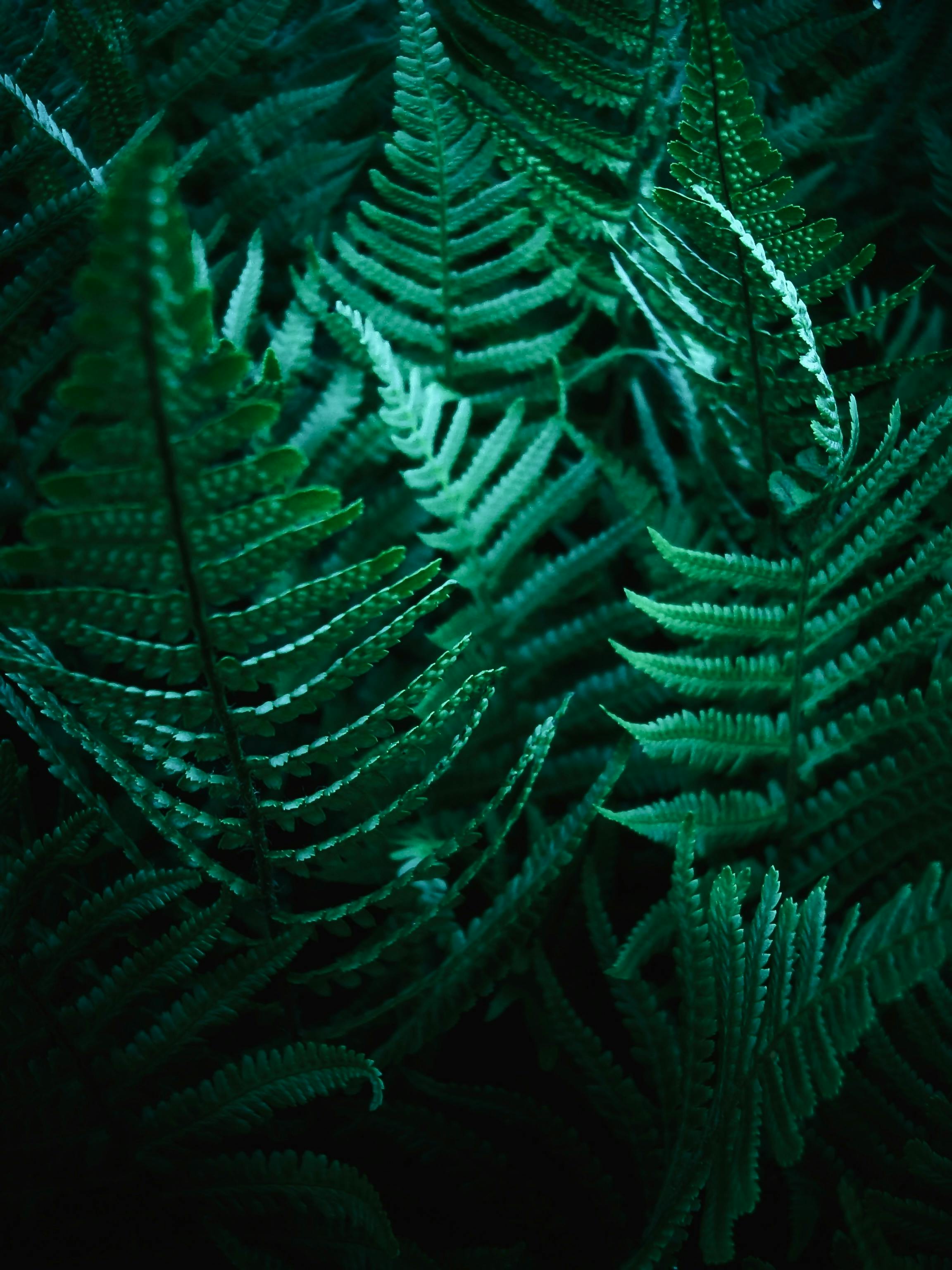 Fern Symbolism Photos, Download The BEST Free Fern Symbolism Stock ...