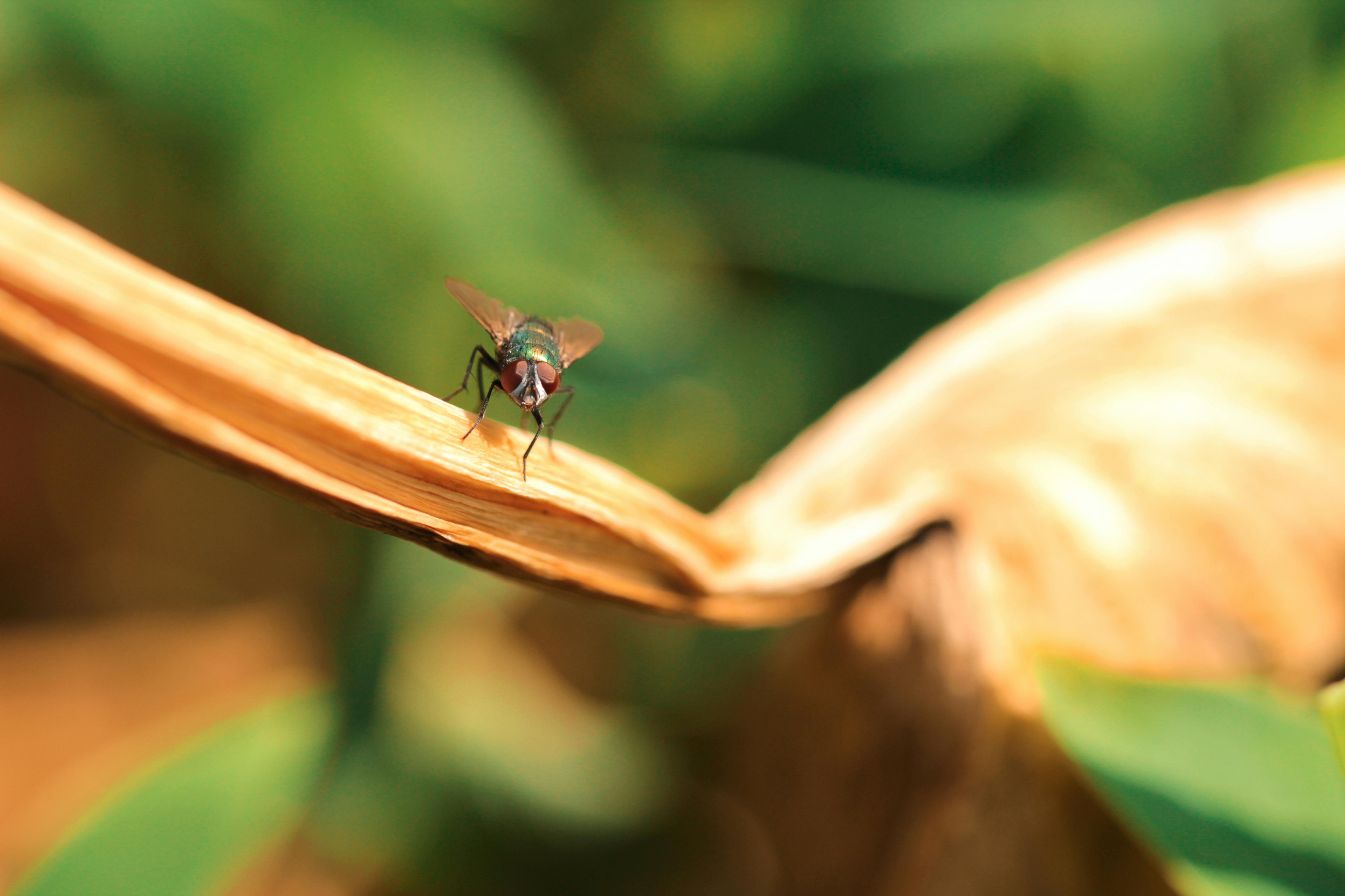 INSECTS 7 Photos & Videos Collected by Laura Alessia