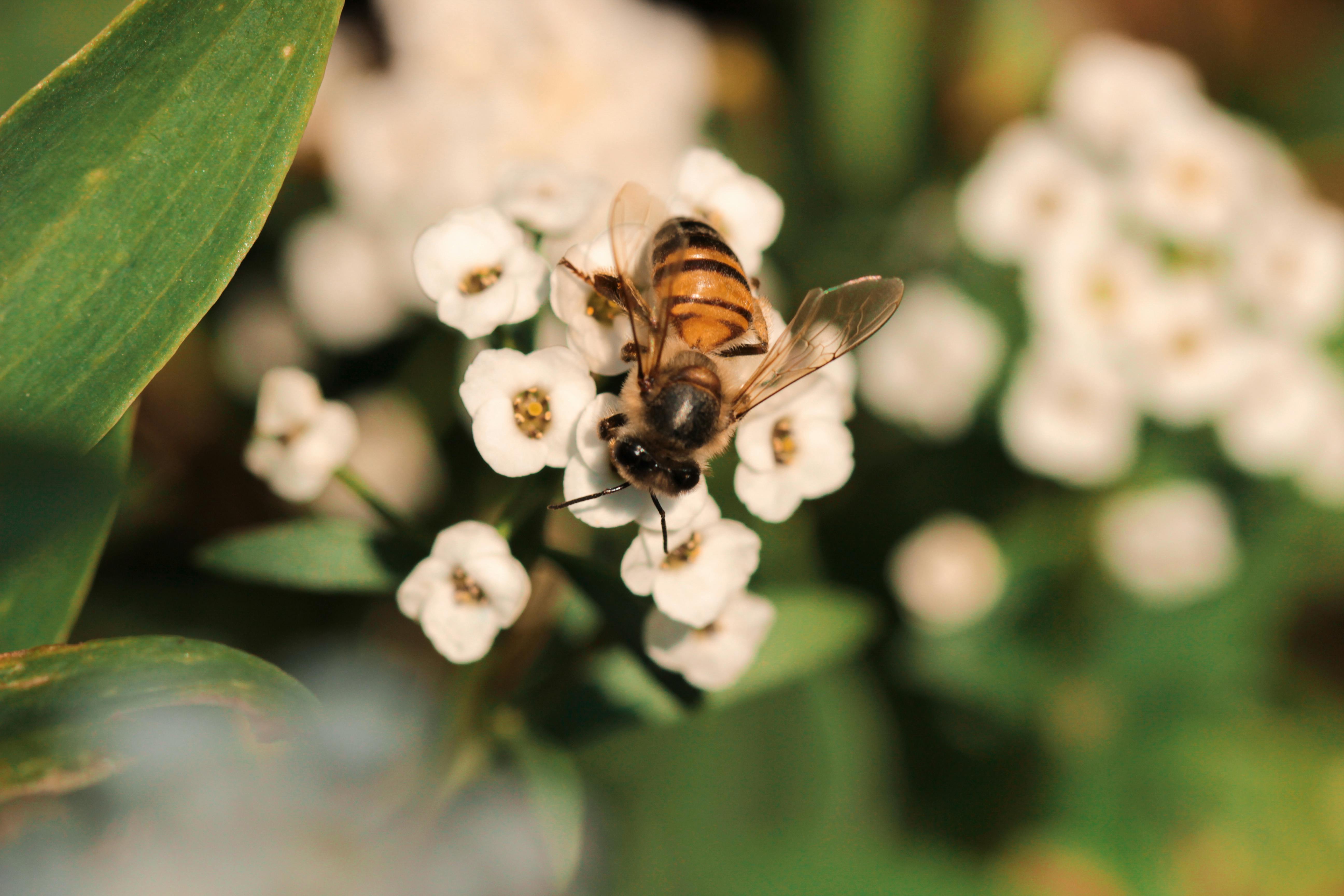 INSECTS 7 Photos & Videos Collected by Laura Alessia