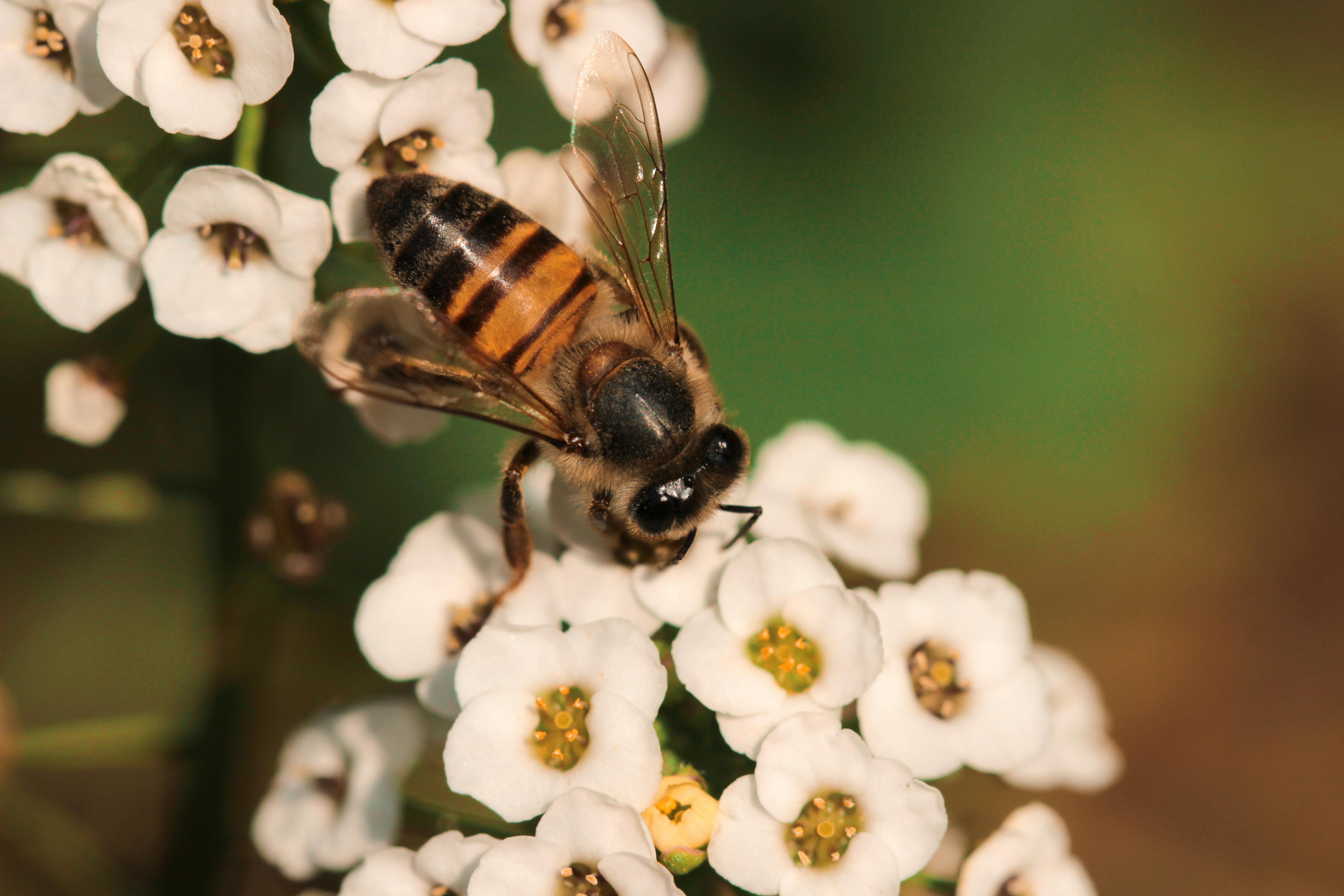 INSECTS 7 Photos & Videos Collected by Laura Alessia