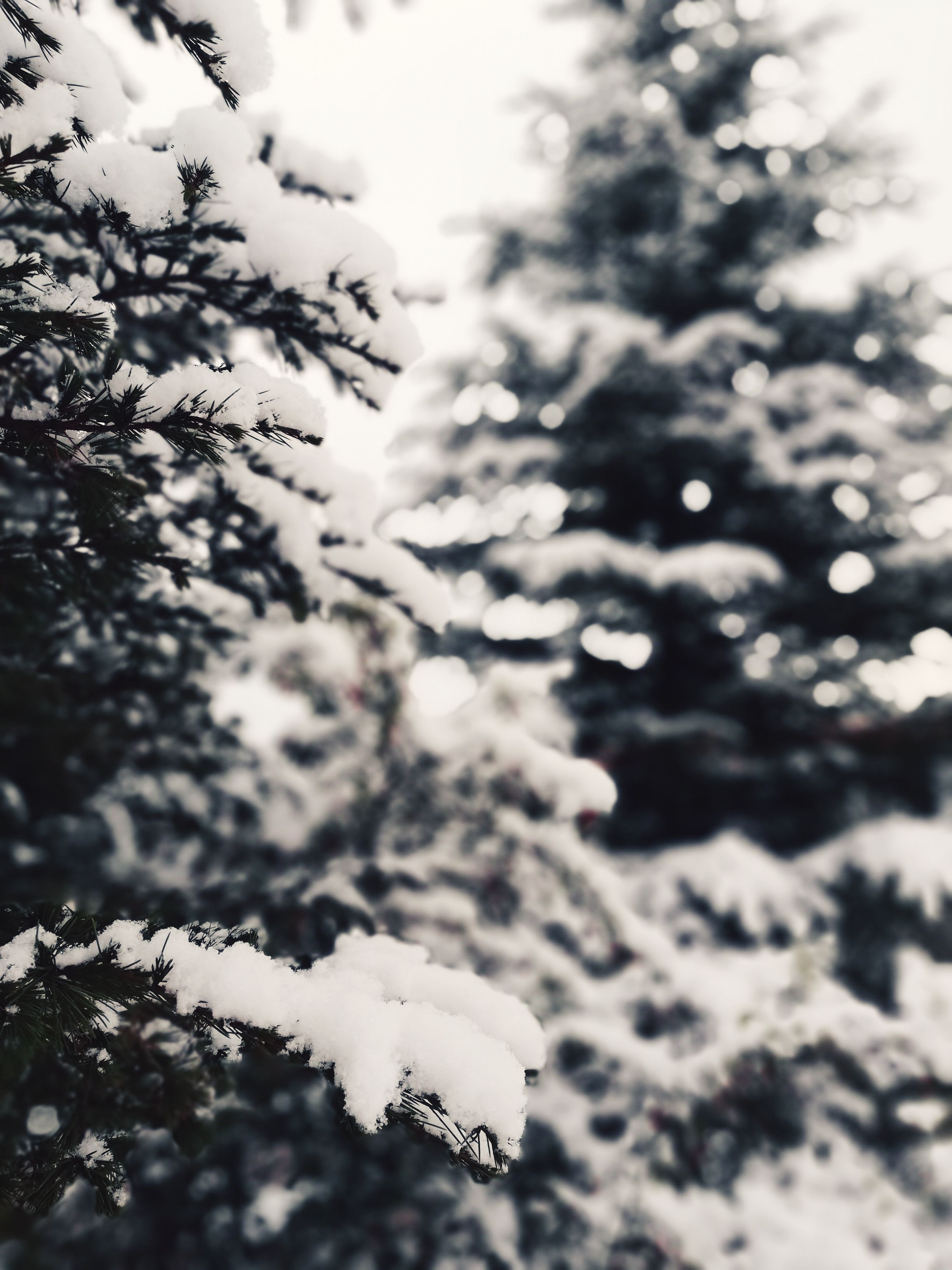 Snow Capped Trees · Free Stock Photo