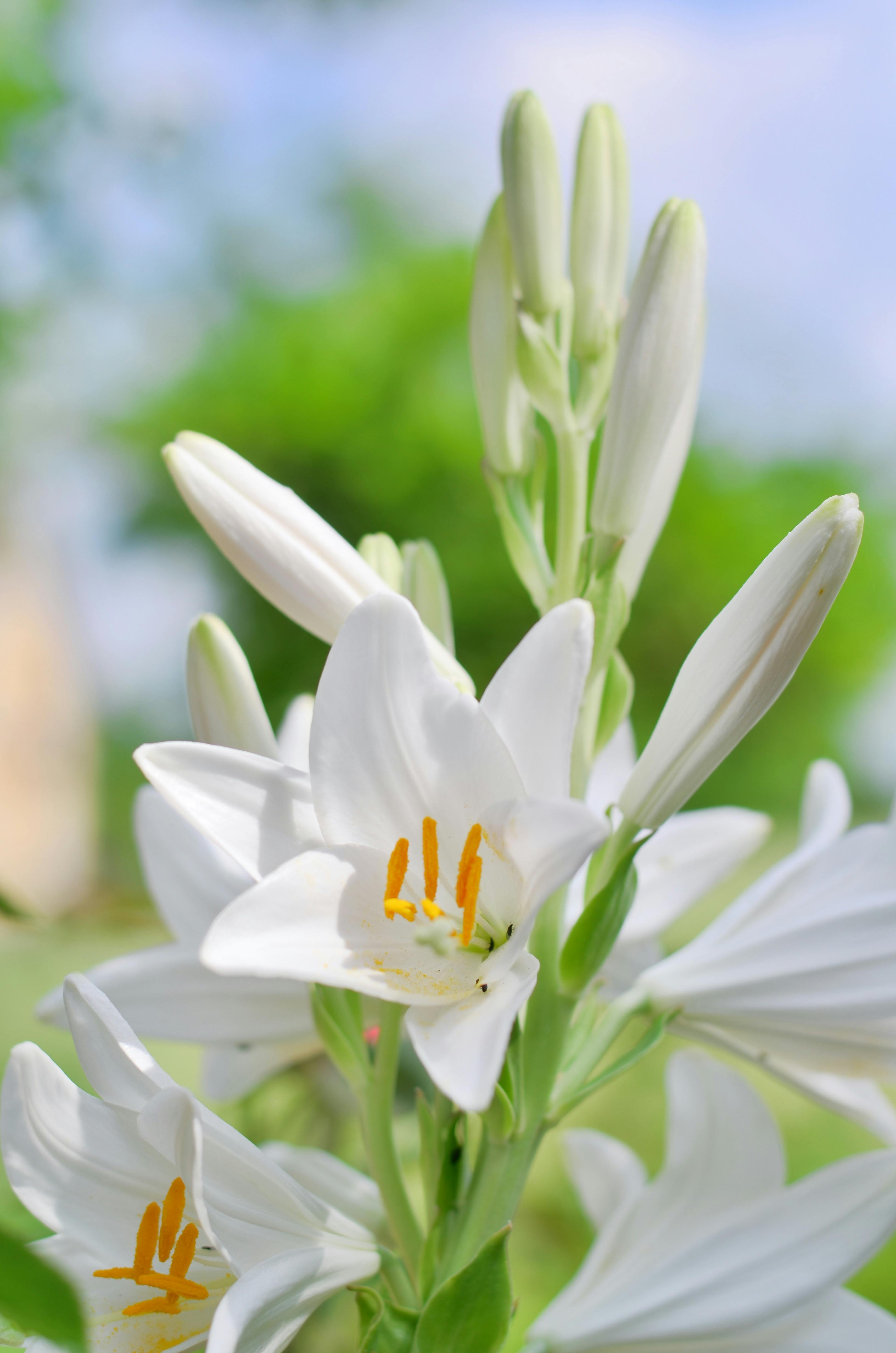Blooming White Flowers in Spring · Free Stock Photo