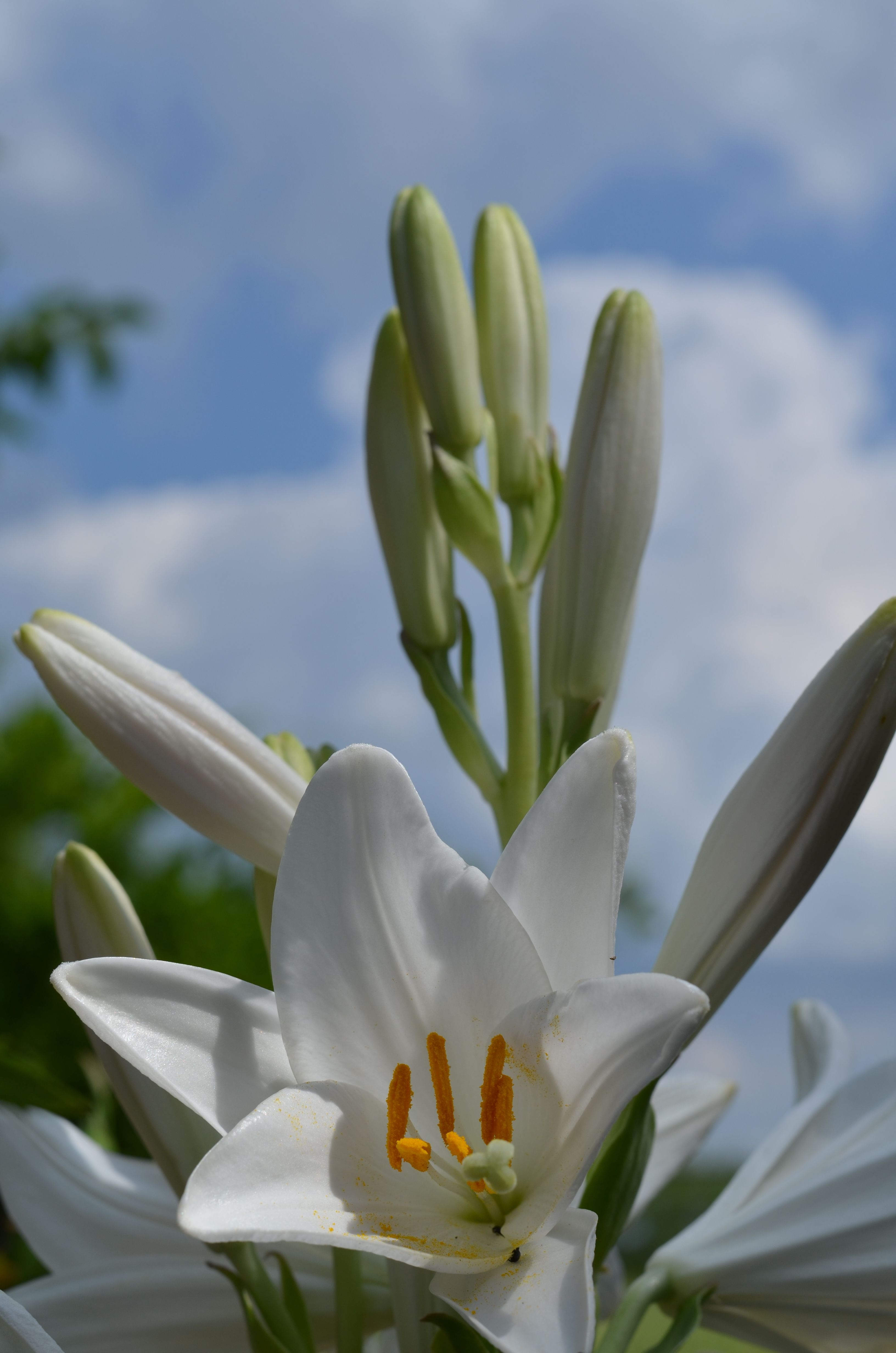 White Gardenia Flower · Free Stock Photo