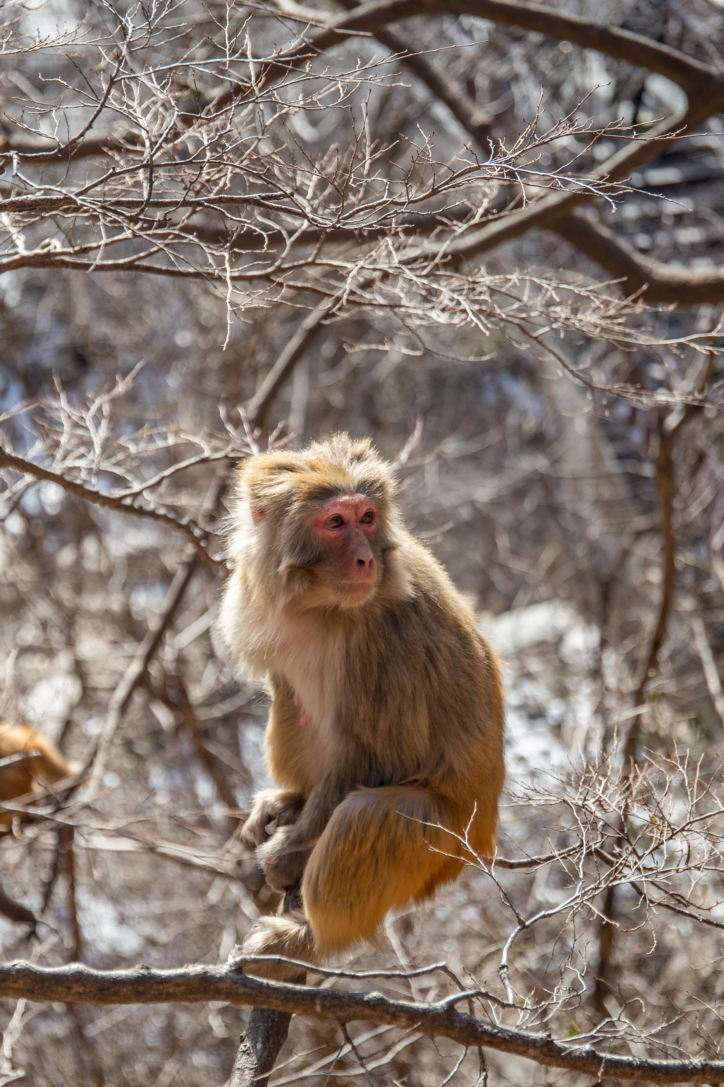 Macaca Photos, Download The BEST Free Macaca Stock Photos & HD Images