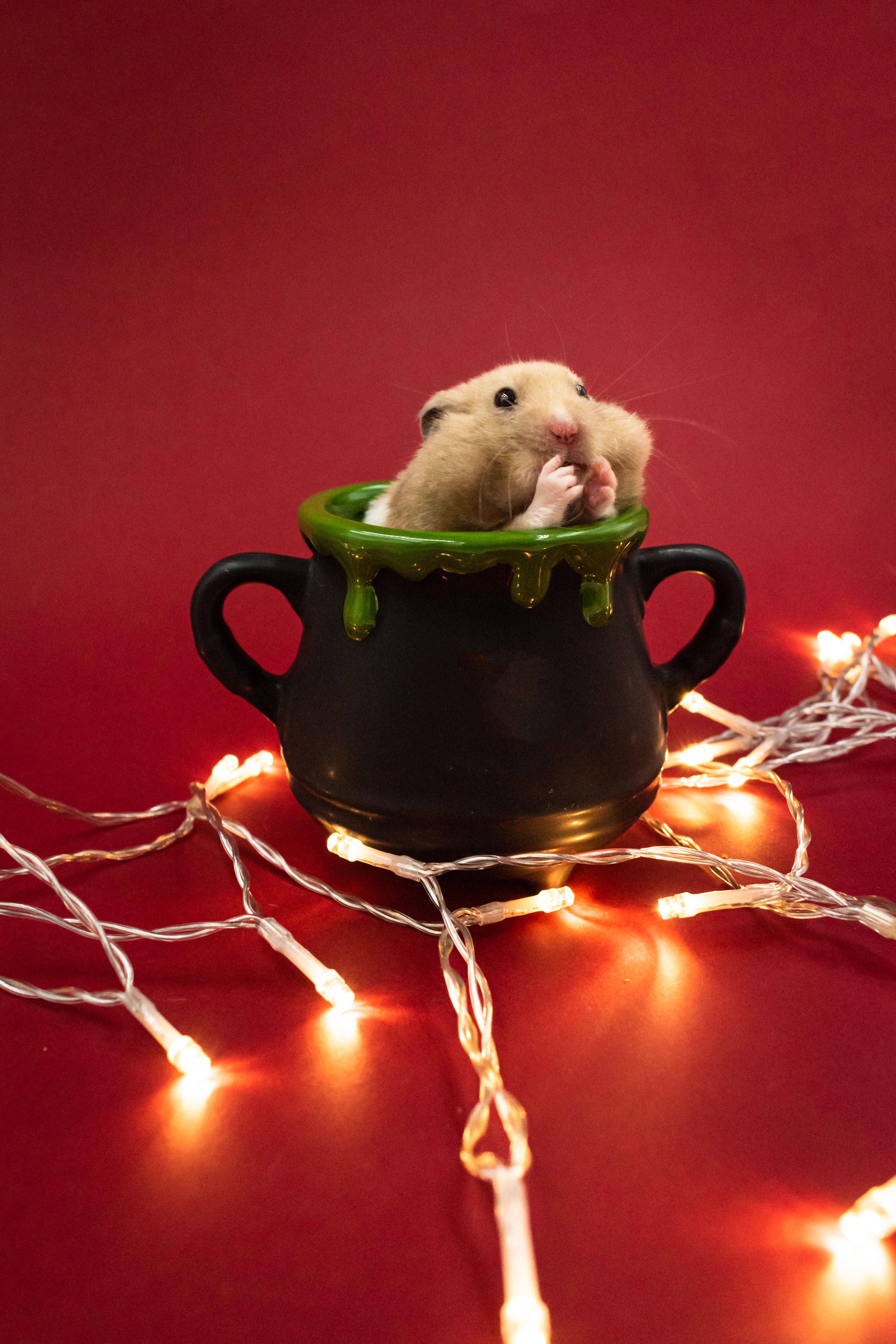 Hamster+Candel Photos, Download The BEST Free Hamster+Candel Stock ...