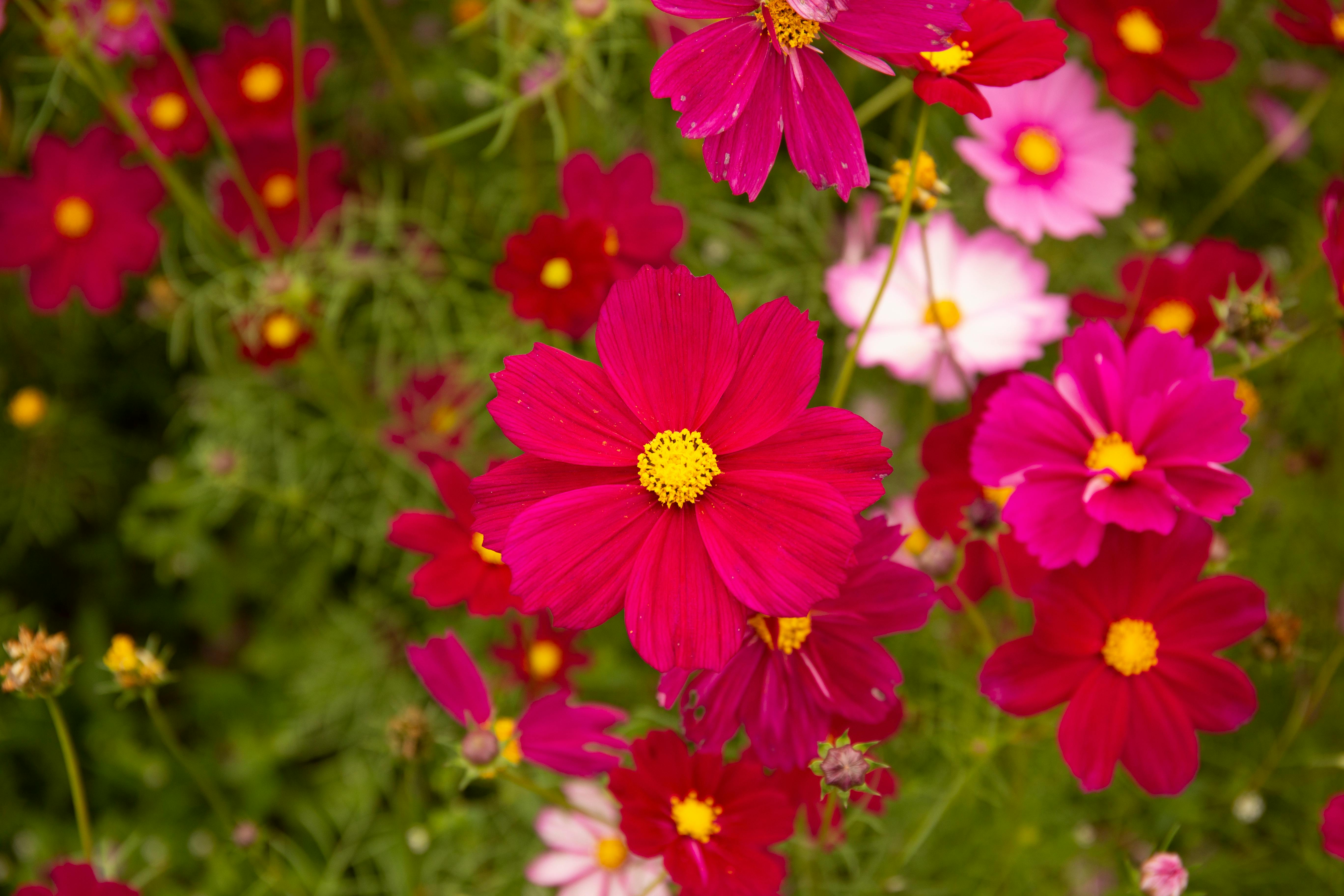 Red Chamomile Flowers · Free Stock Photo