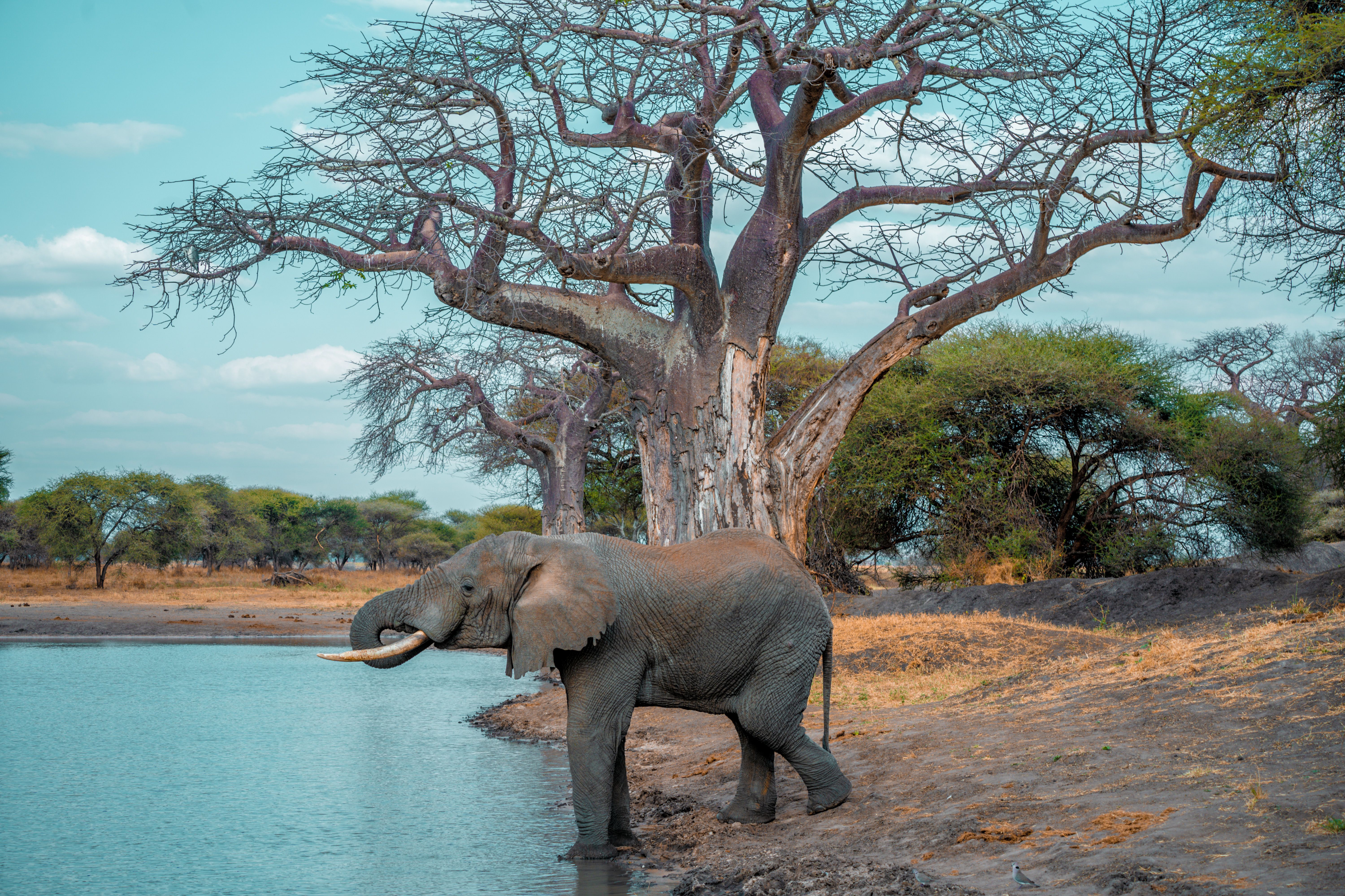 Elephant by Water Pond in Park · Free Stock Photo