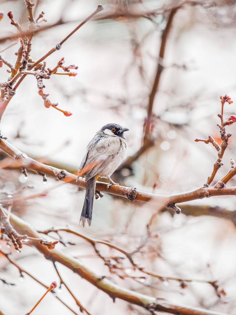 Black And White Garden Photos, Download The BEST Free Black And White ...