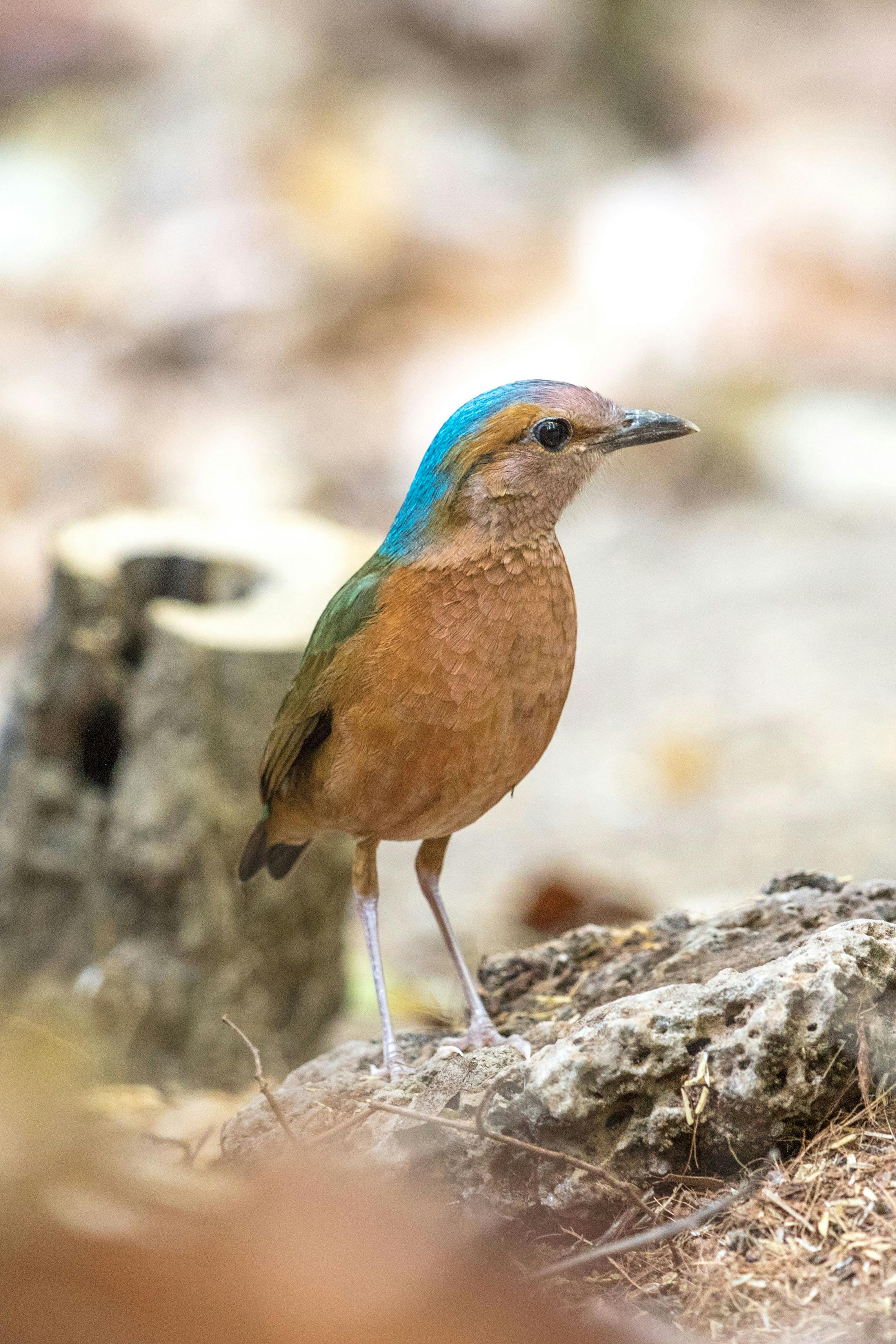 Blue-rumped Pitta Bird in Close-up Shot · Free Stock Photo