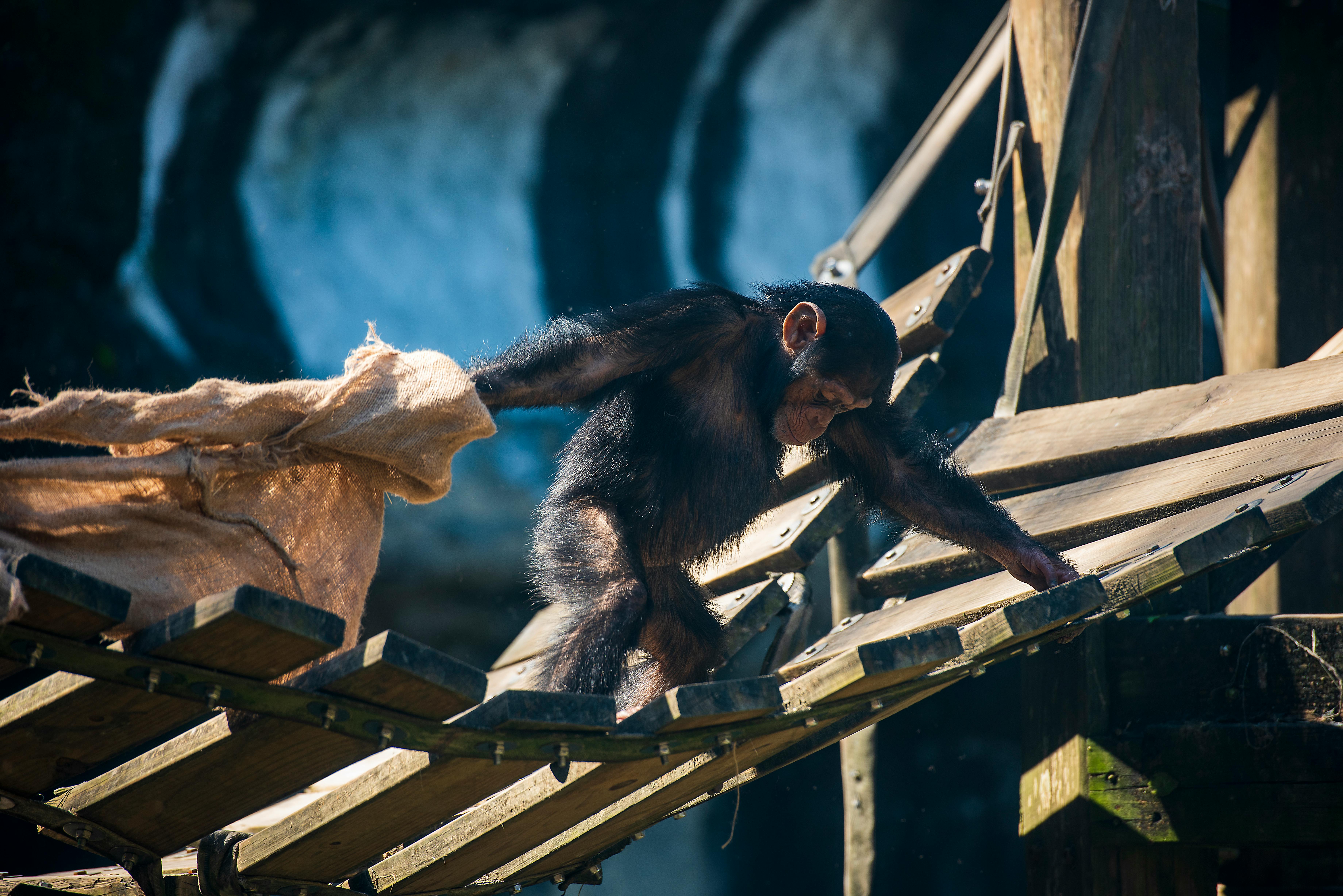 Little Chimpanzee on Wooden Bridge · Free Stock Photo