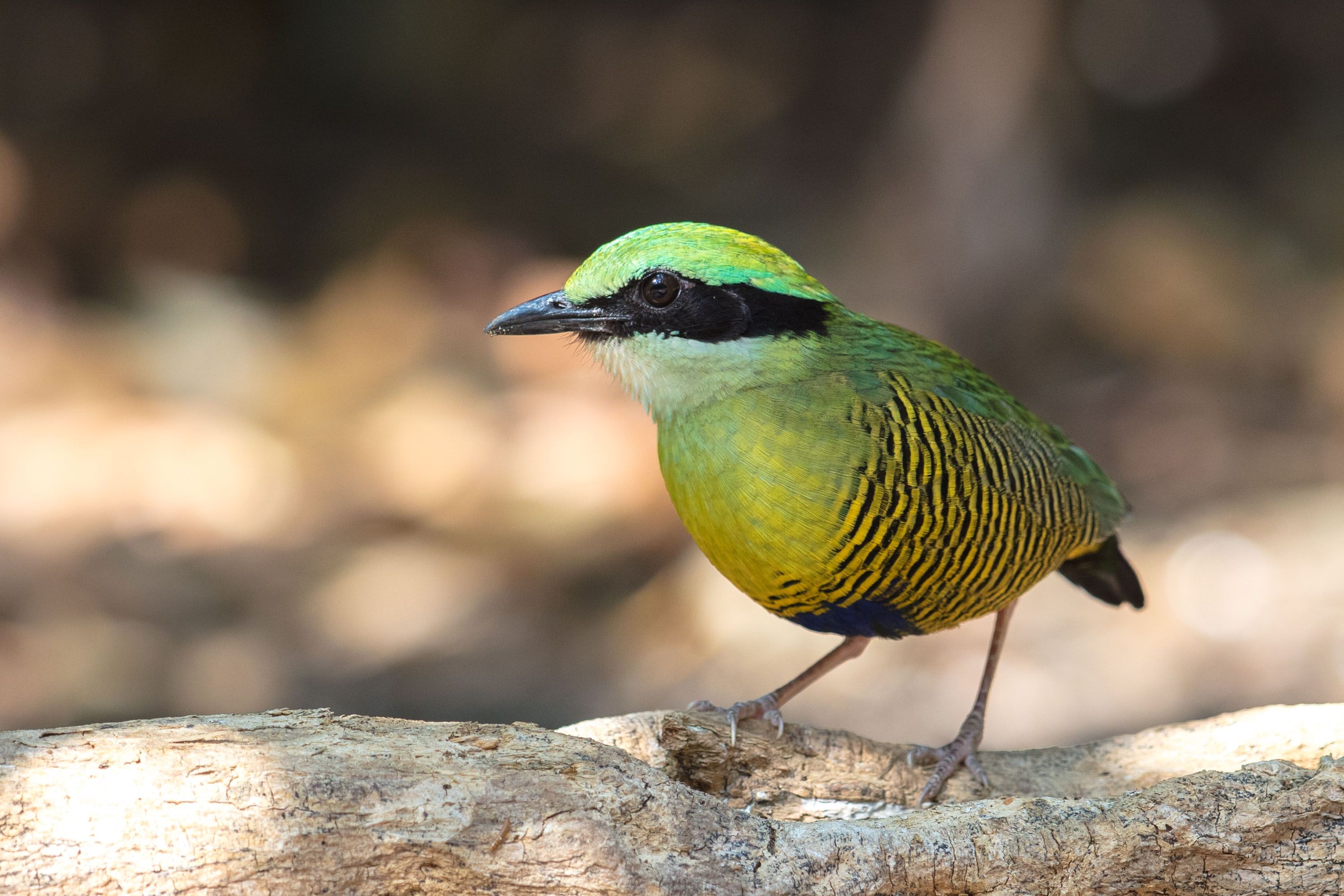 Colorful Bird on Wood · Free Stock Photo