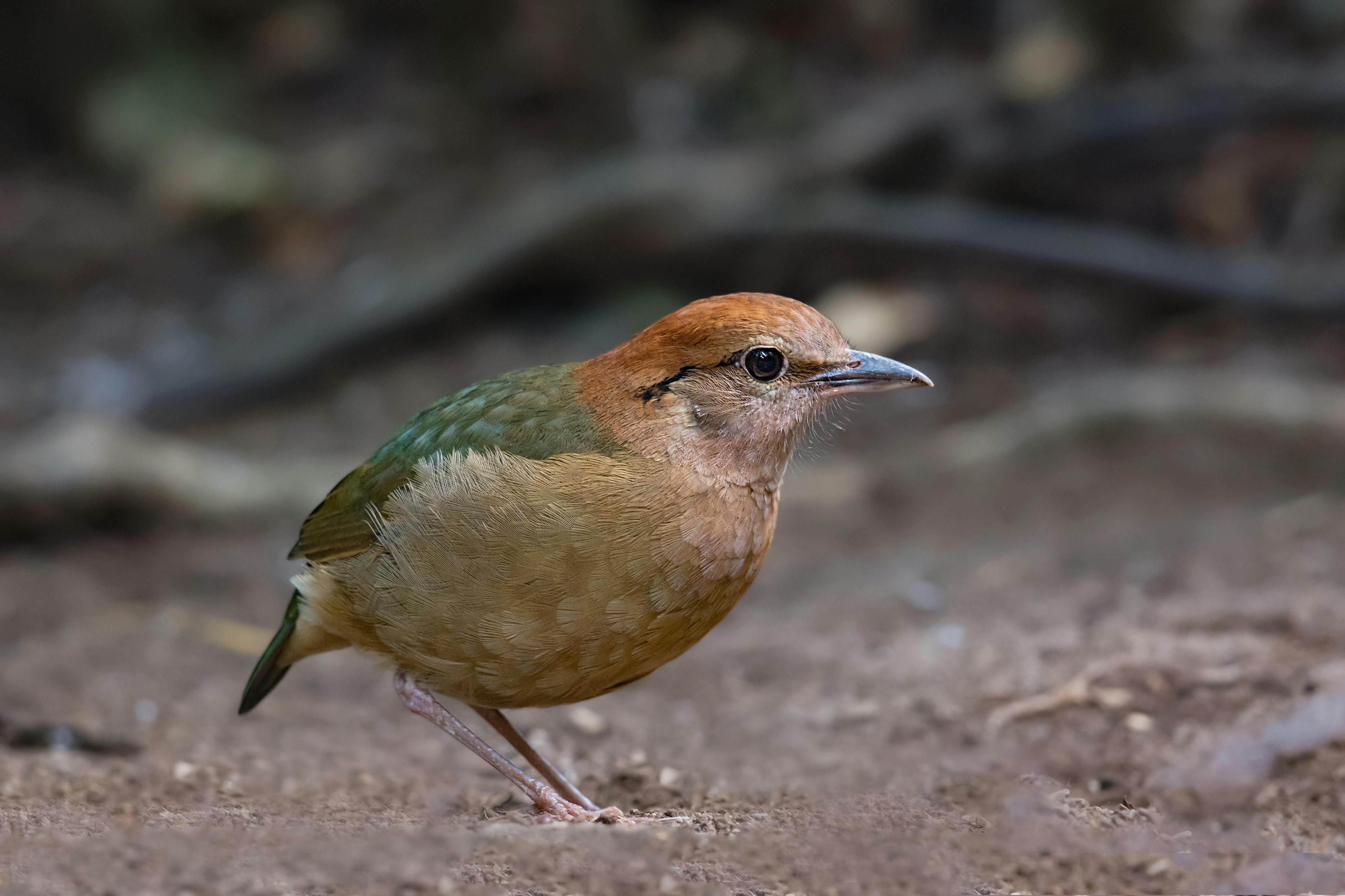 Rusty Naped Pitta Photos, Download The BEST Free Rusty Naped Pitta ...