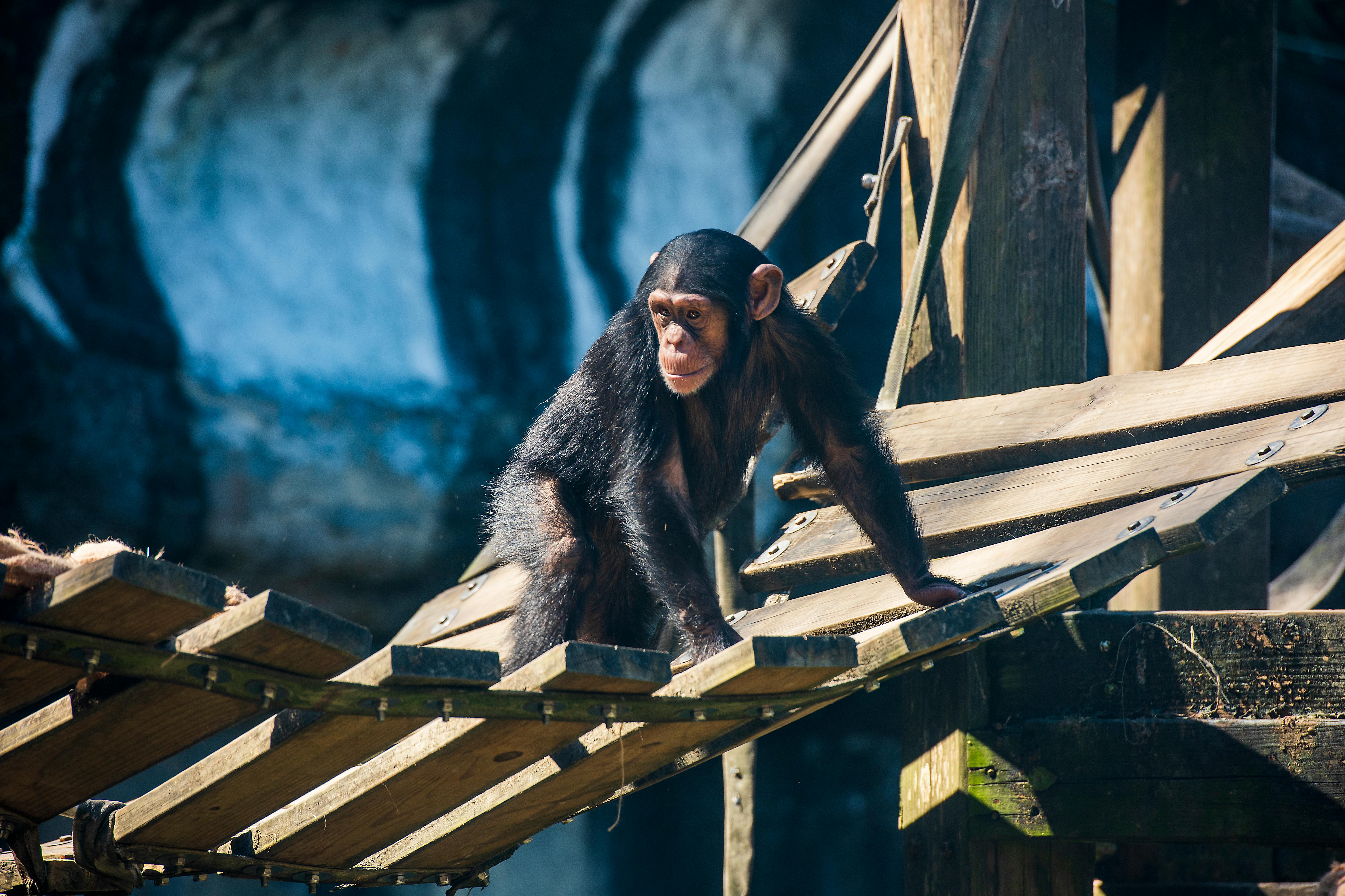 Chimp Climbing Photos, Download The BEST Free Chimp Climbing Stock ...