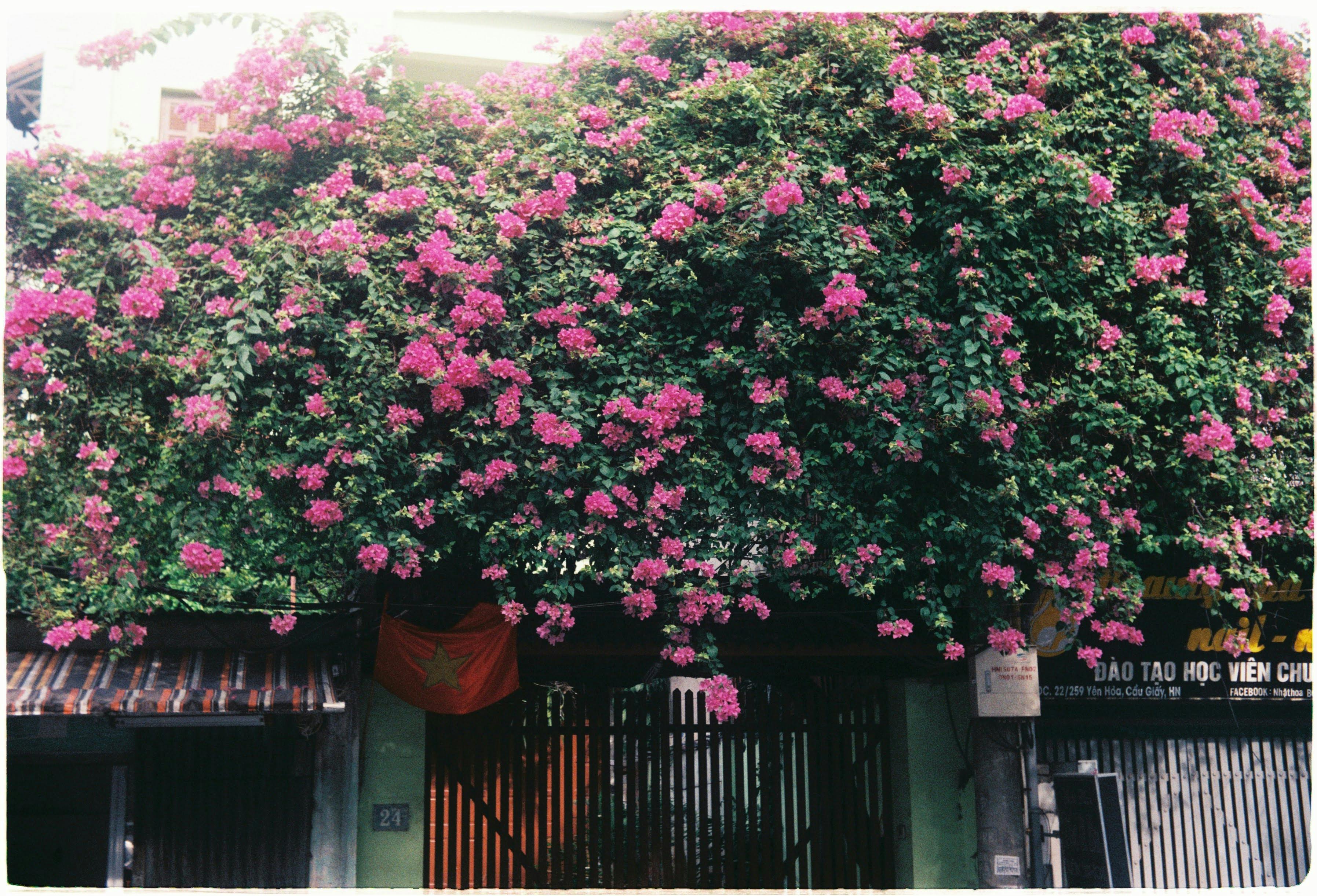 Flowering Plants with Wooden Gates · Free Stock Photo