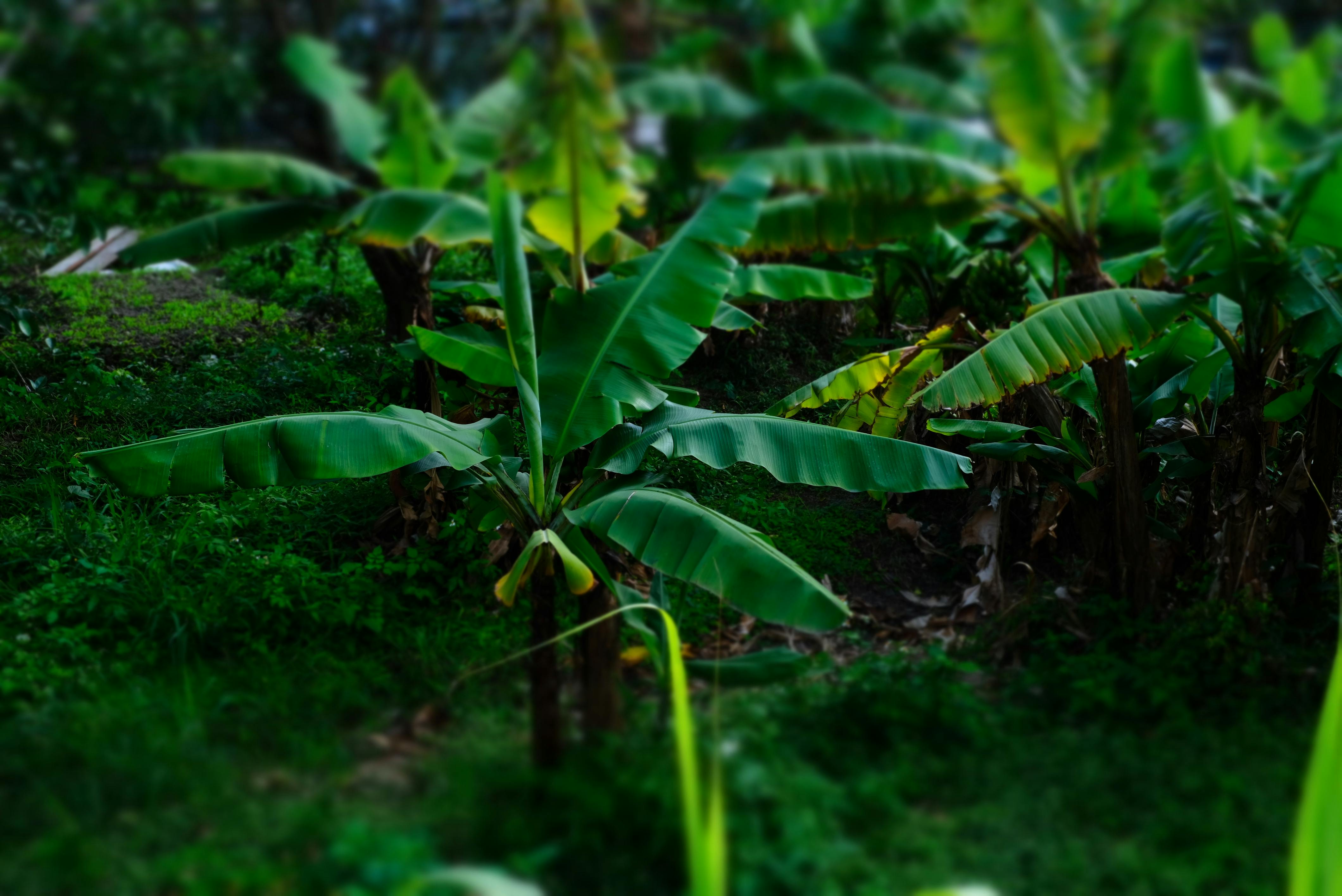 Green Banana Trees on the Field · Free Stock Photo