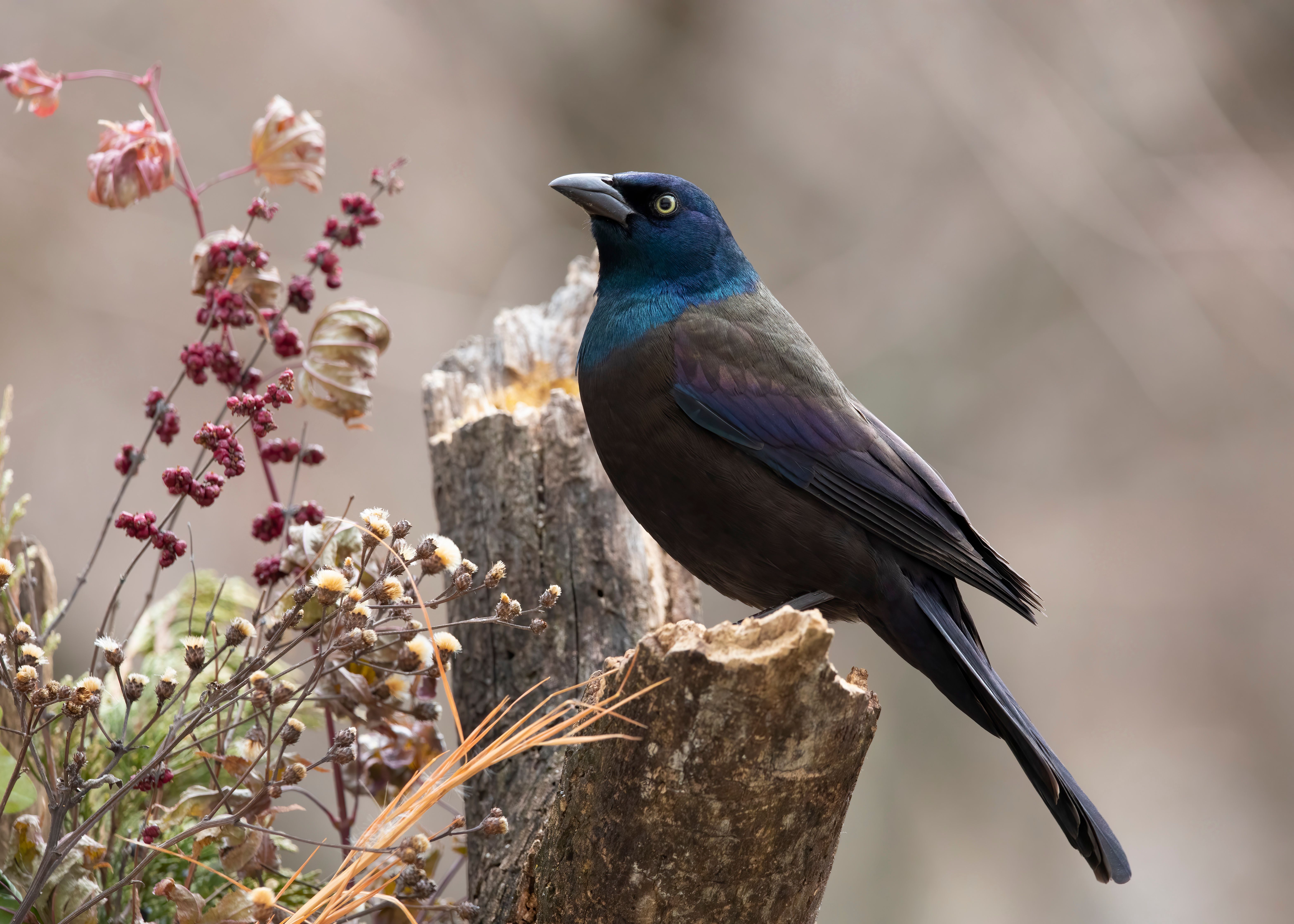 Common Grackle Photos, Download The BEST Free Common Grackle Stock ...