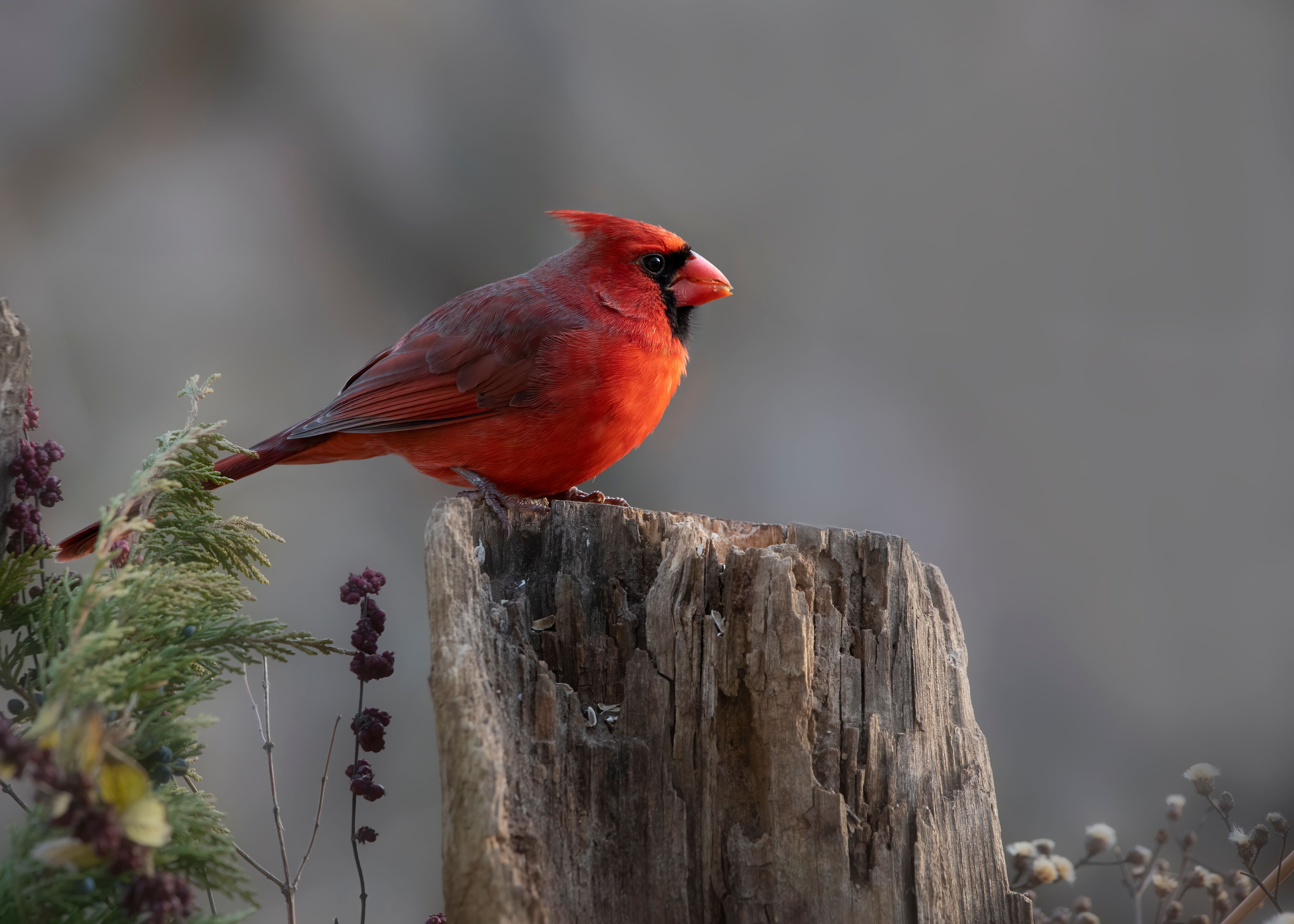 A Close-Up Shot of a Northern Cardinal · Free Stock Photo