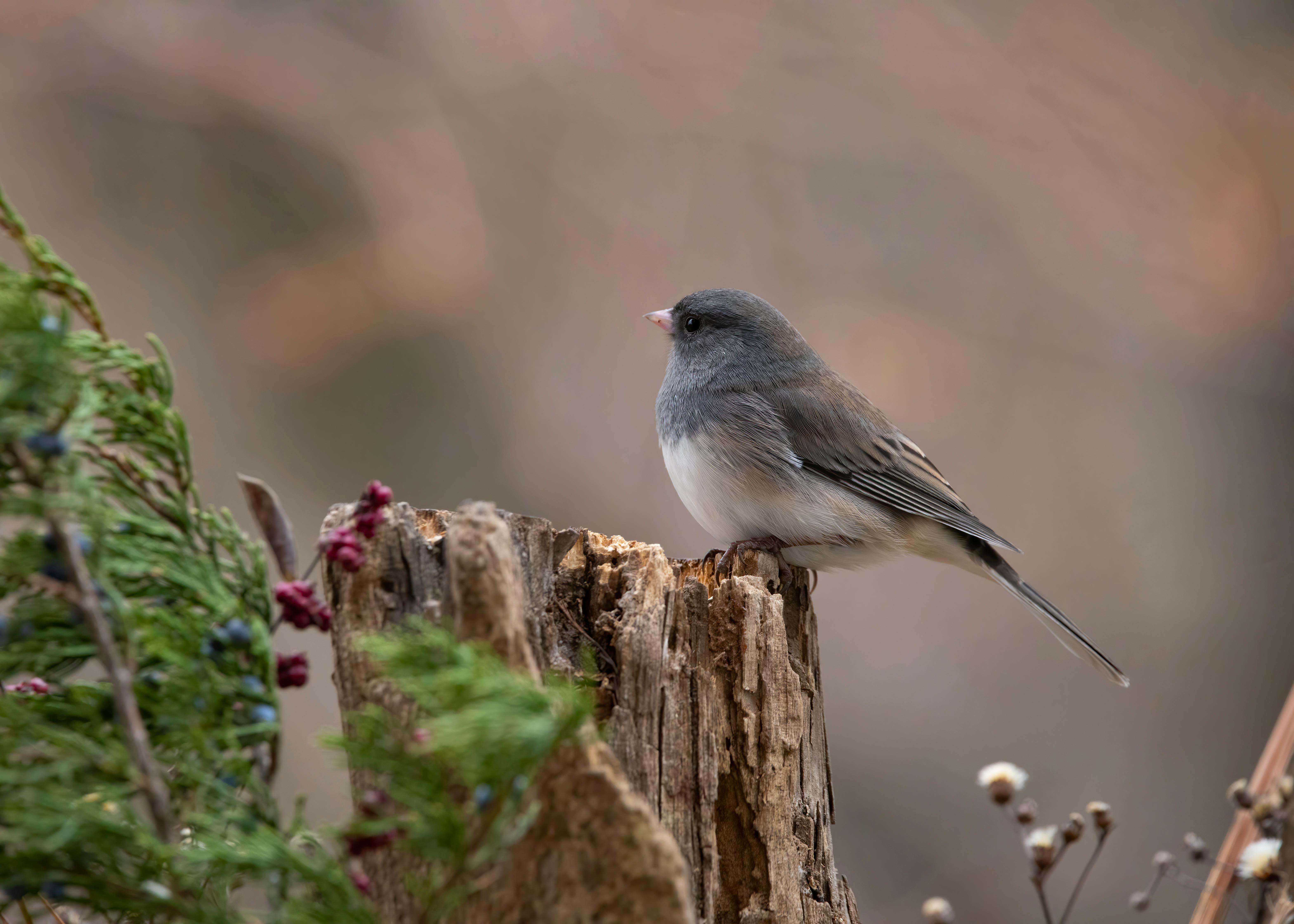 Close-Up Photo of a Junco Bird · Free Stock Photo