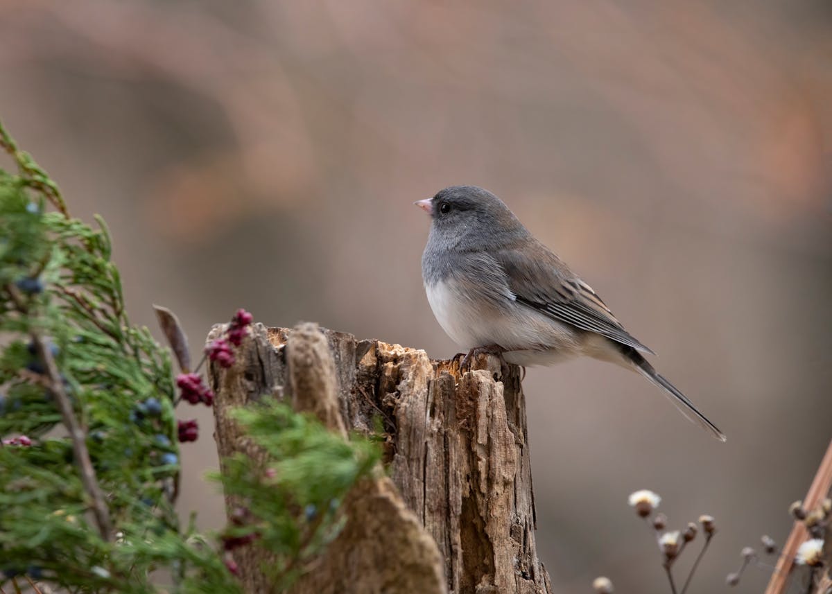Caneta De Junco Photos, Download The BEST Free Caneta De Junco Stock ...
