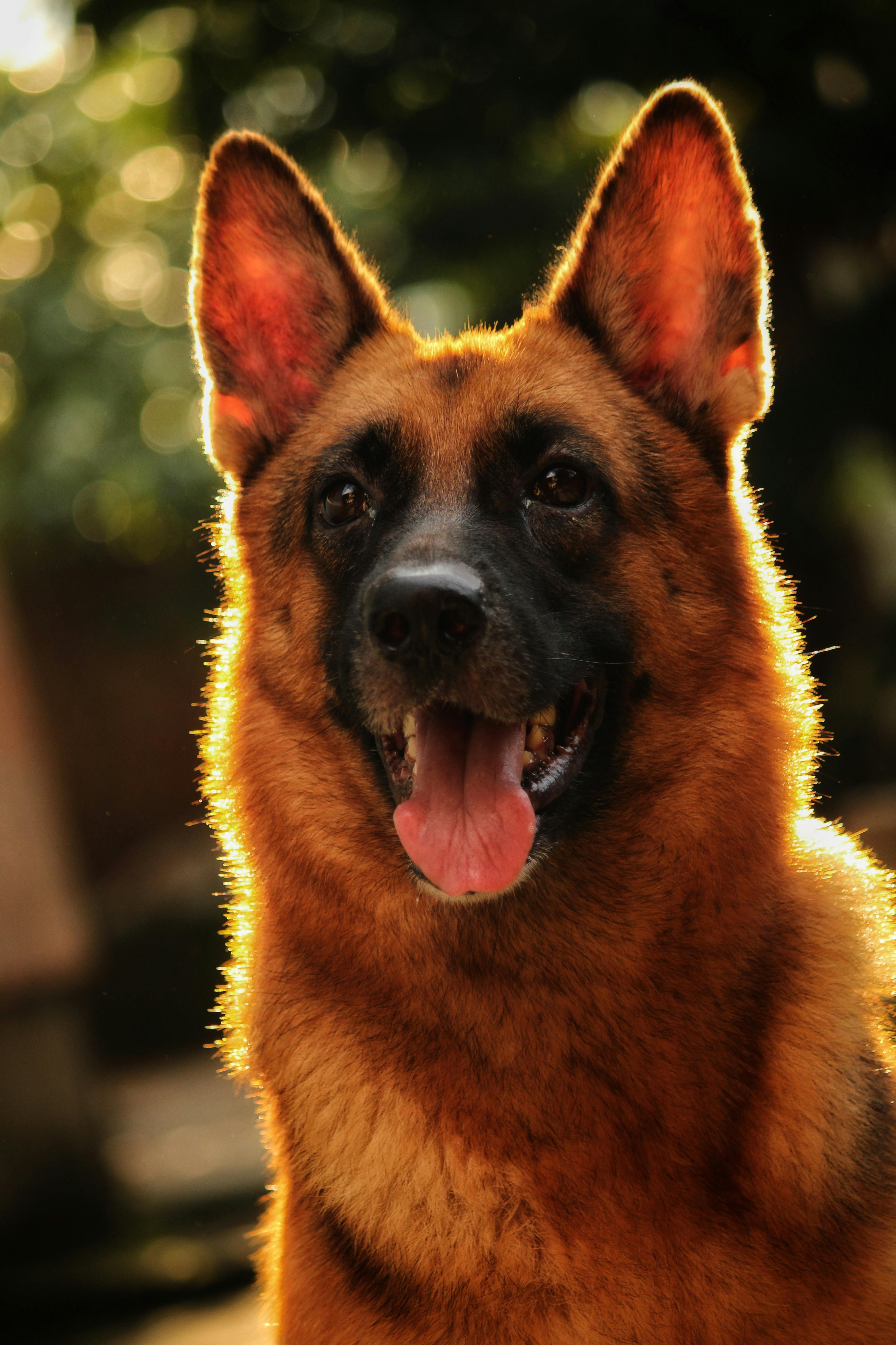 Close-Up Shot of a Dog · Free Stock Photo