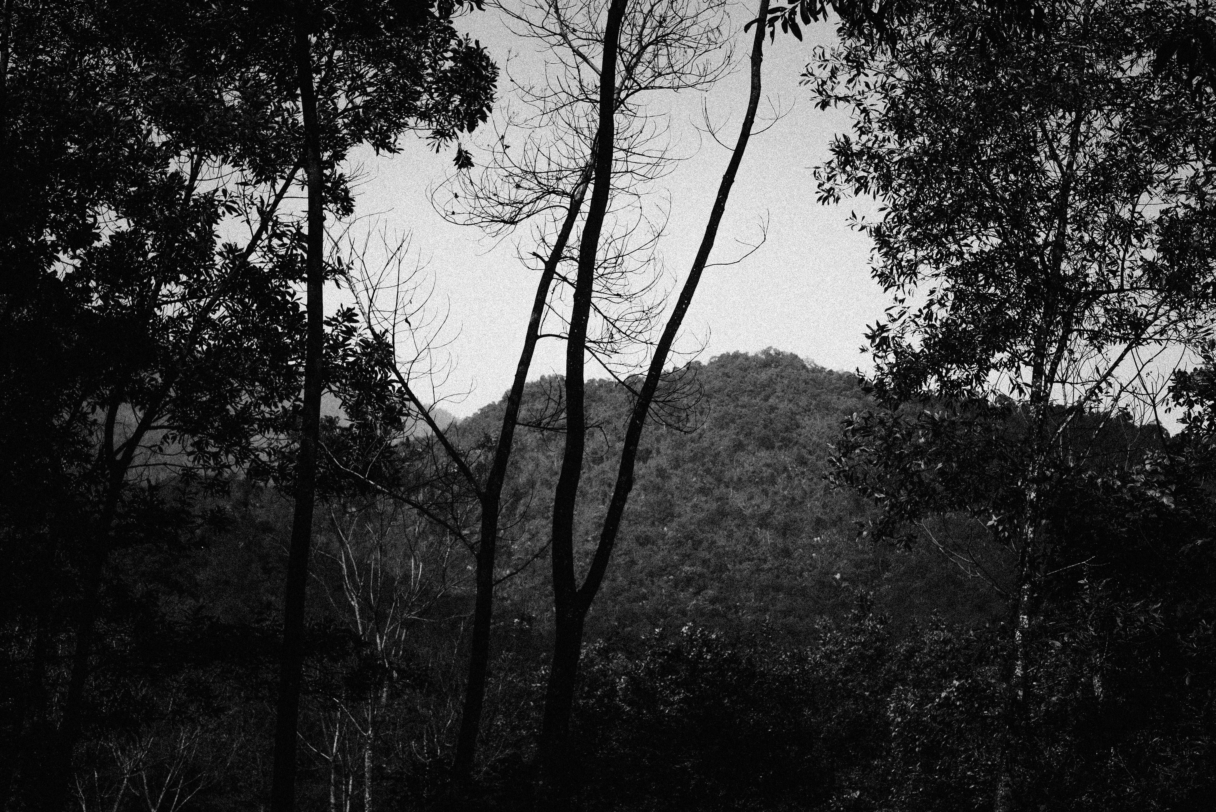 Grayscale Photo of Trees in the Forest · Free Stock Photo