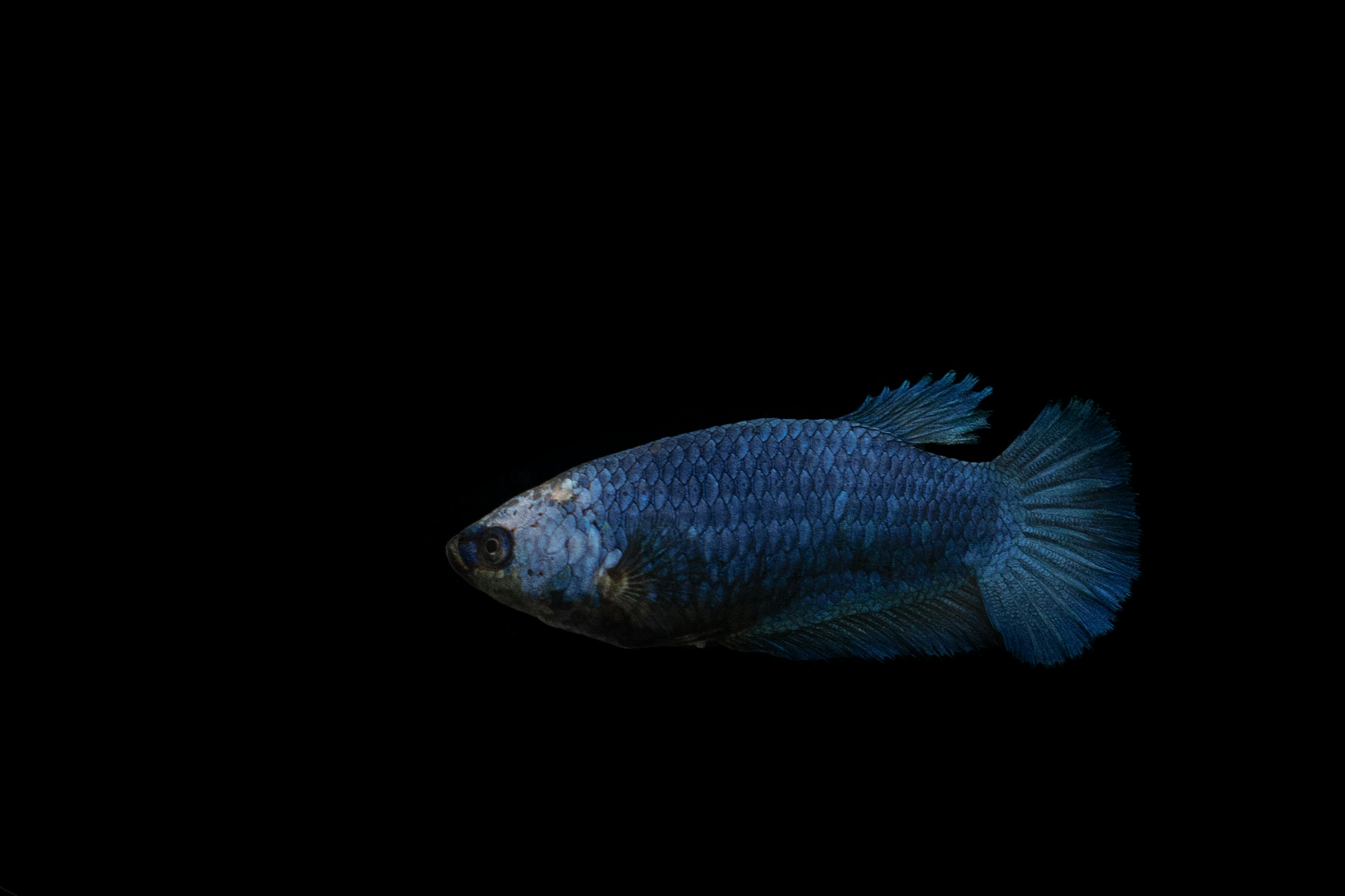Blue and Red Fish Close-up Photography · Free Stock Photo